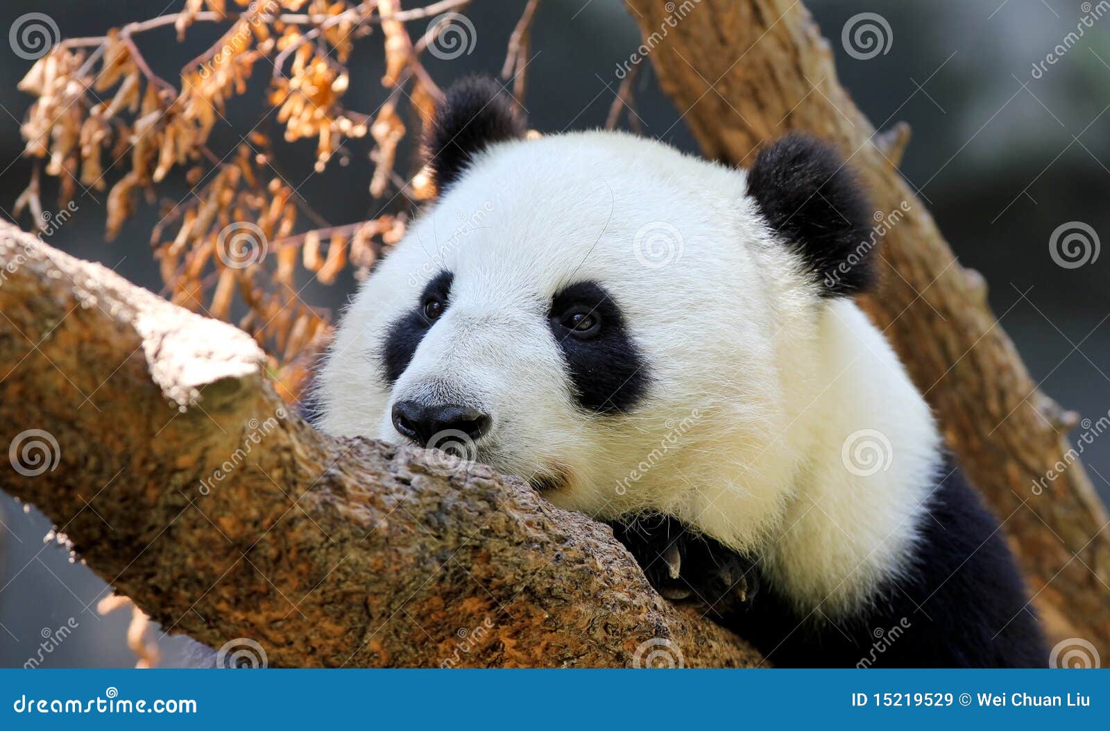 Panda portrait stock image. Image of forest, wildlife - 15219529