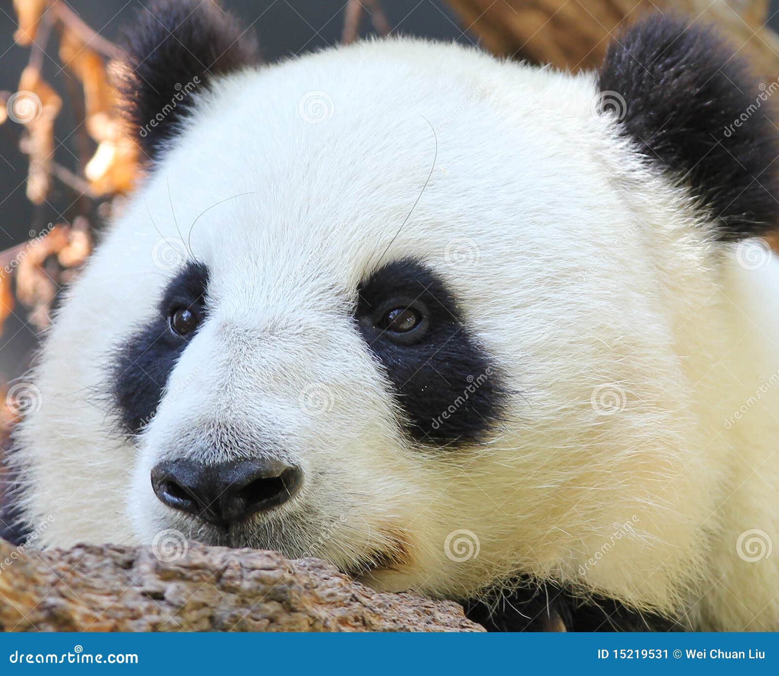 Panda portrait stock image. Image of nature, cute, black - 15219531
