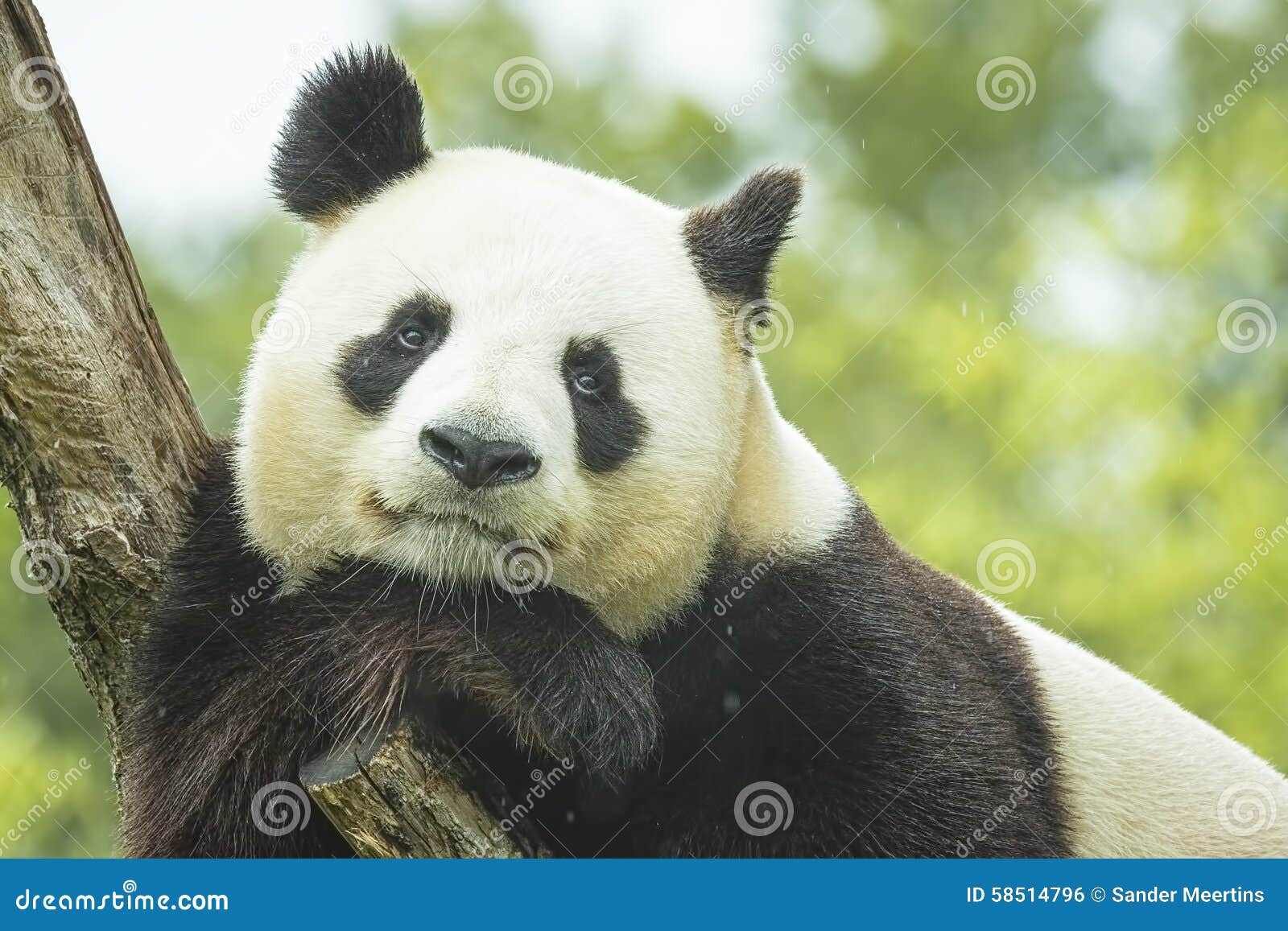 Panda Portrait stock photo. Image of panda, closeup, white - 58514796