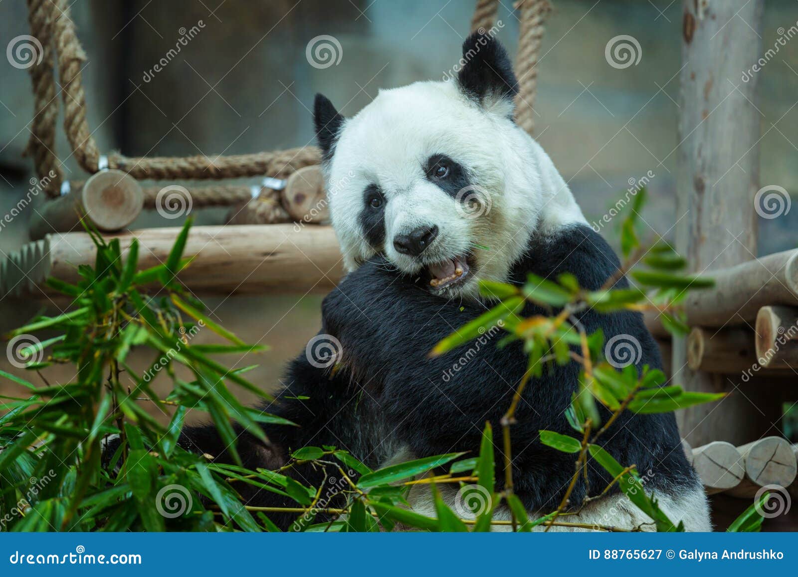 Panda stock image. Image of pretty, giant, food, panda - 88765627