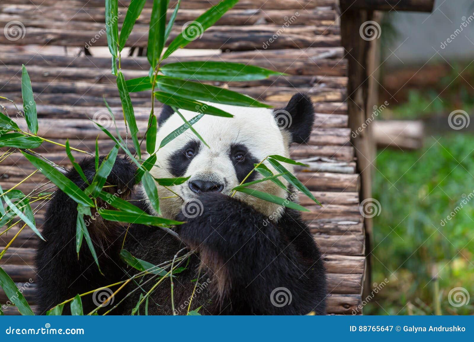 Panda stock image. Image of nature, endangered, park - 88765647