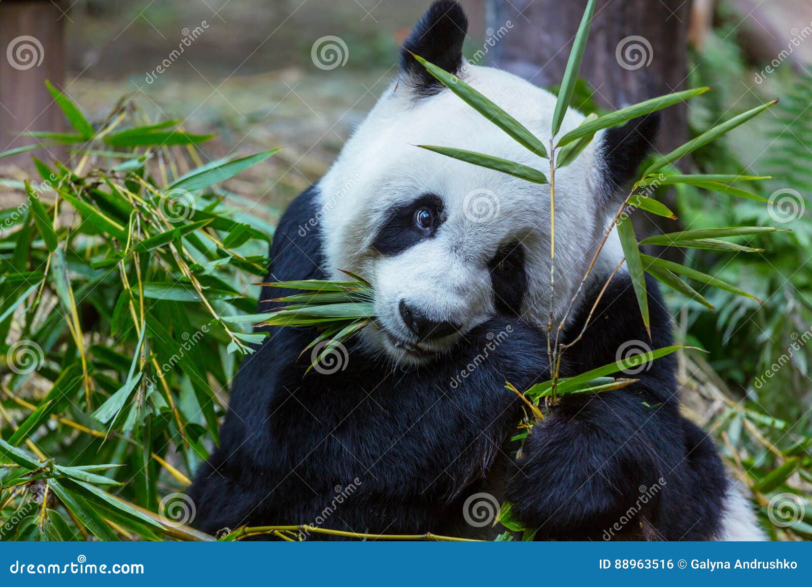 Panda stock photo. Image of wildlife, wild, beast, bear - 88963516
