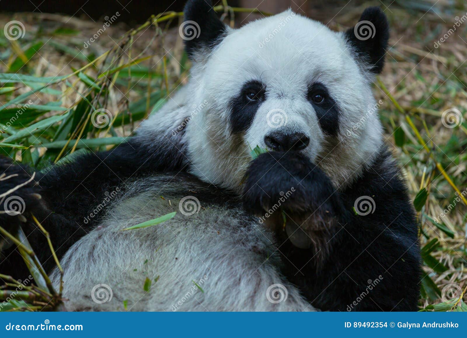 Panda stock photo. Image of park, chinese, grass, nature - 89492354