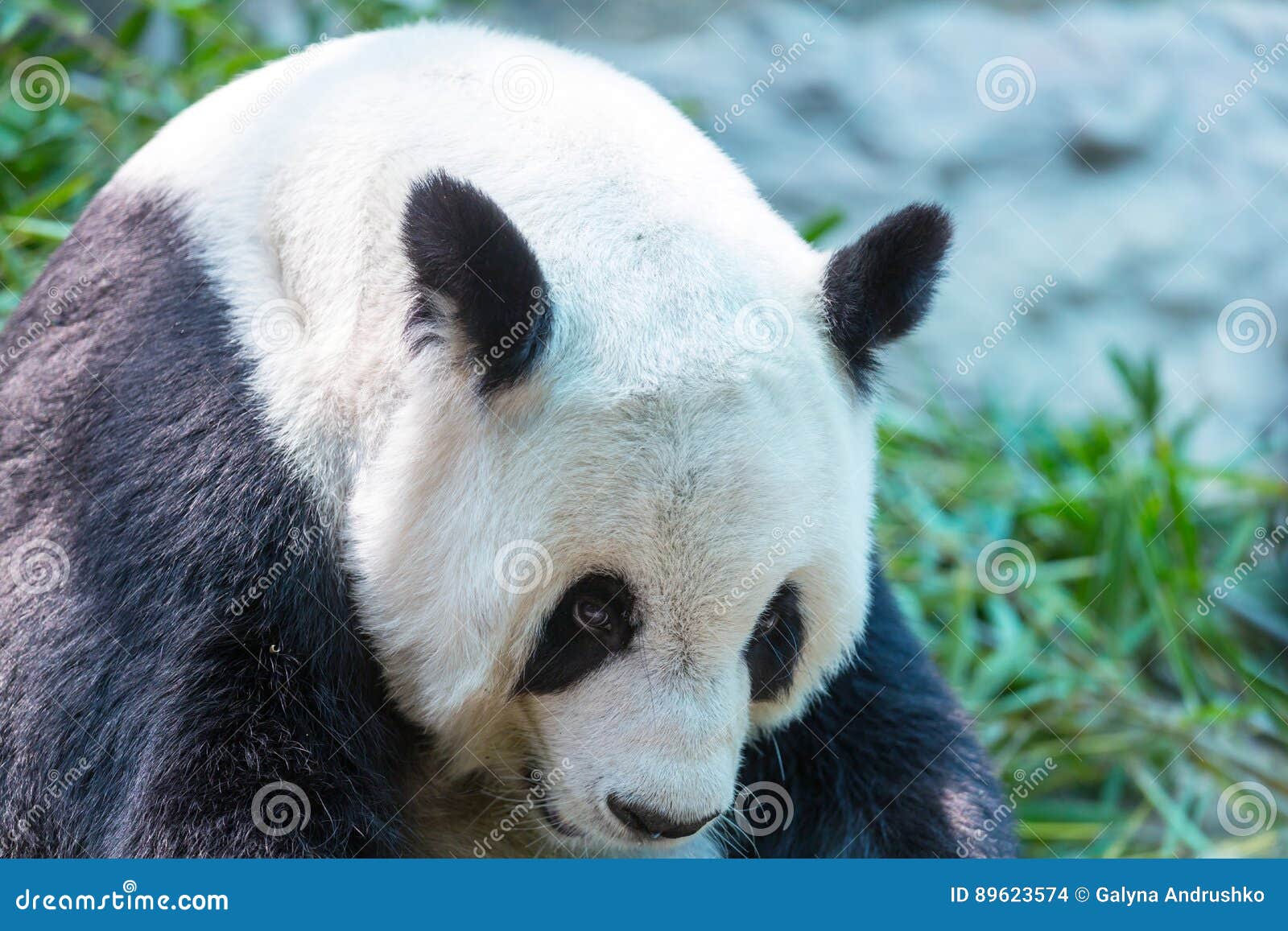 Panda stock photo. Image of panda, portrait, endangered - 89623574