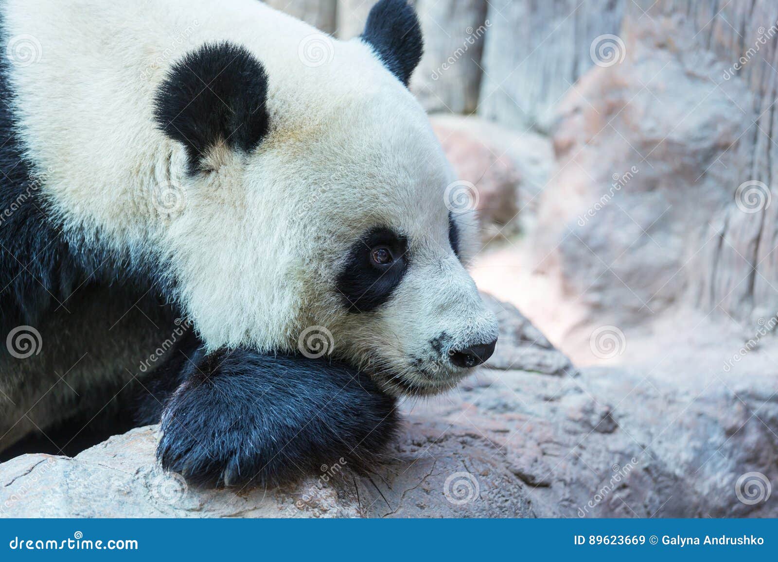 Panda stock image. Image of pretty, beast, eats, panda - 89623669