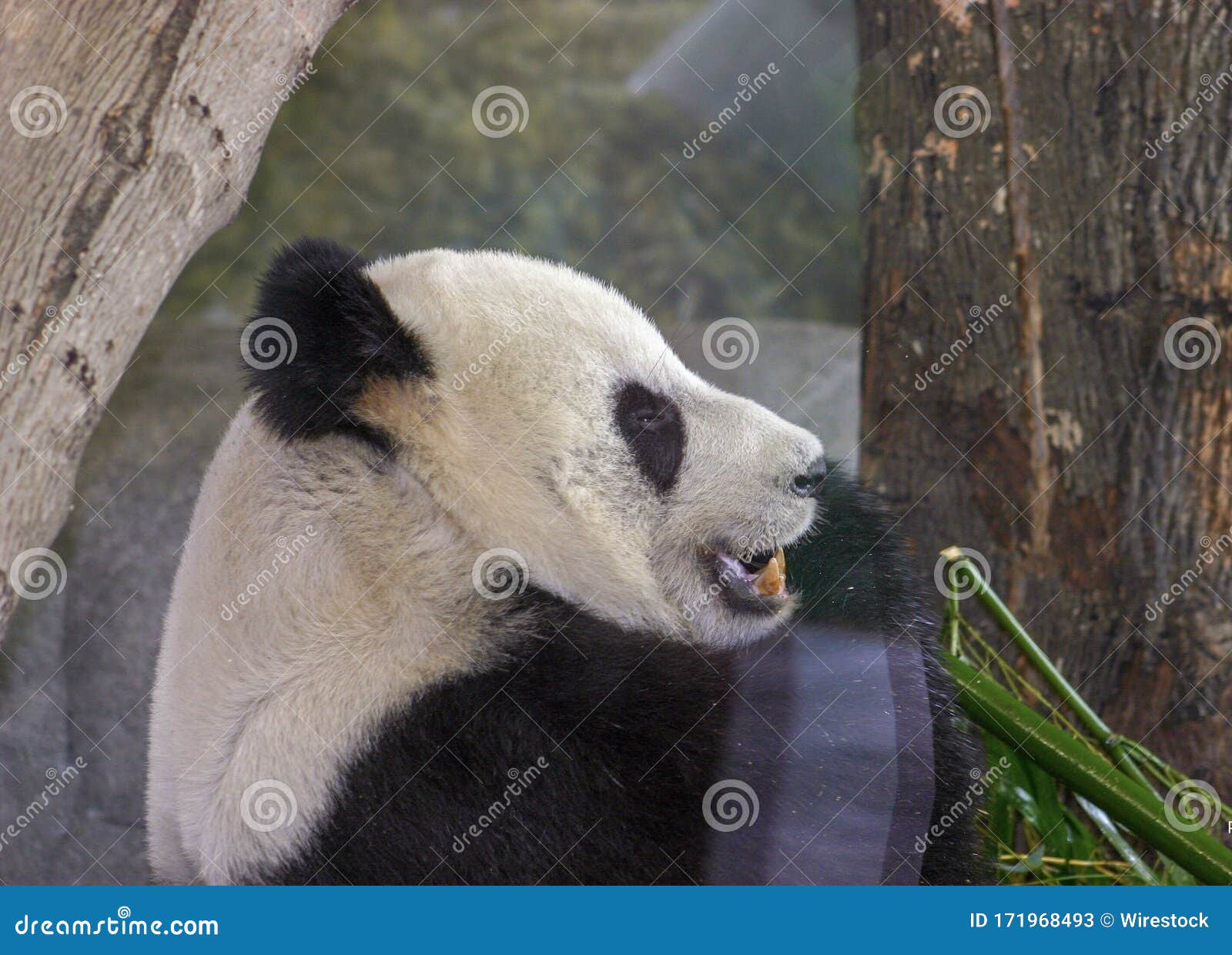 Panda Profile stock image. Image of plant, panda, tree - 171968493