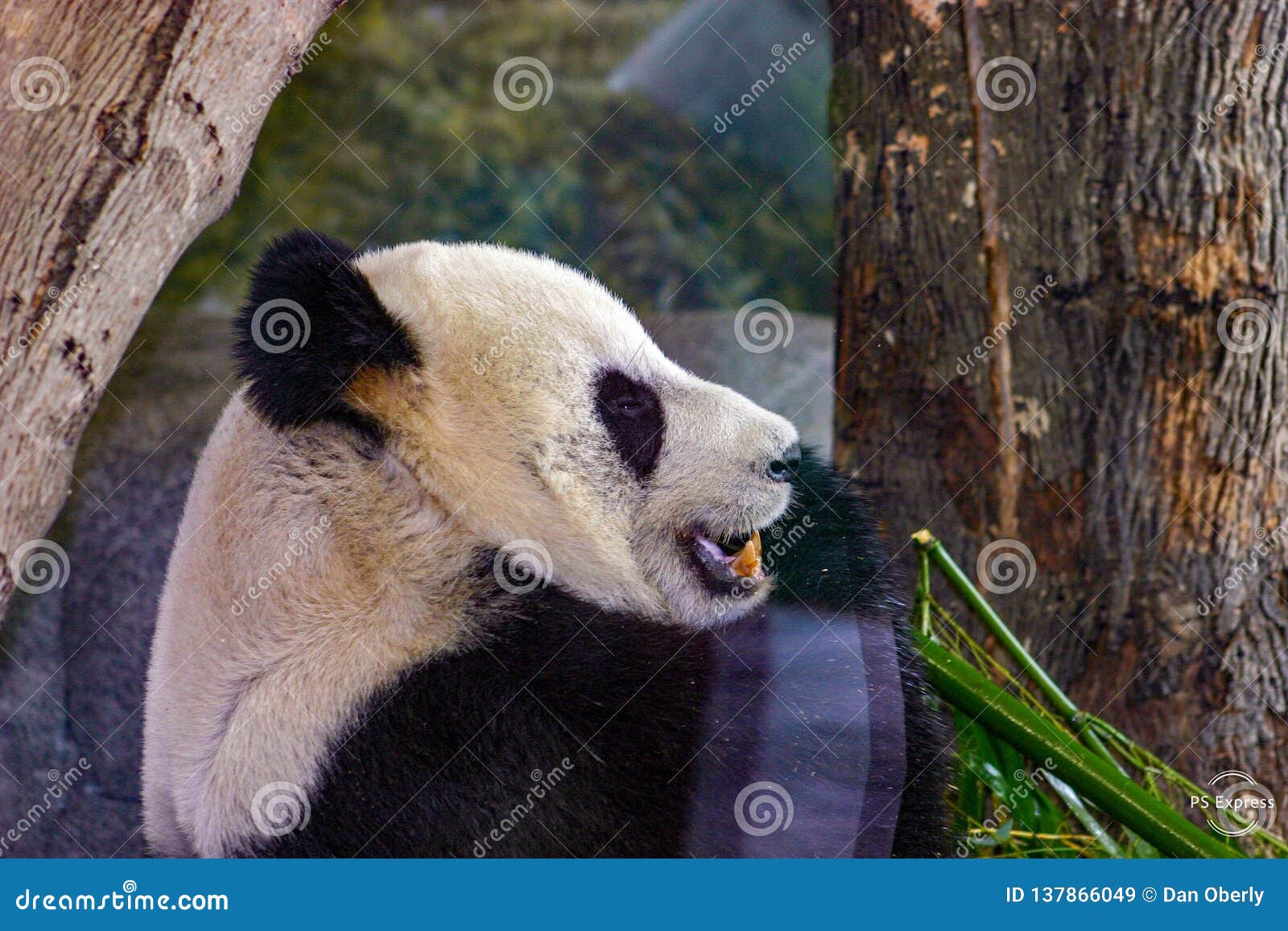 Panda in Profile stock image. Image of head, white, doodle - 137866049