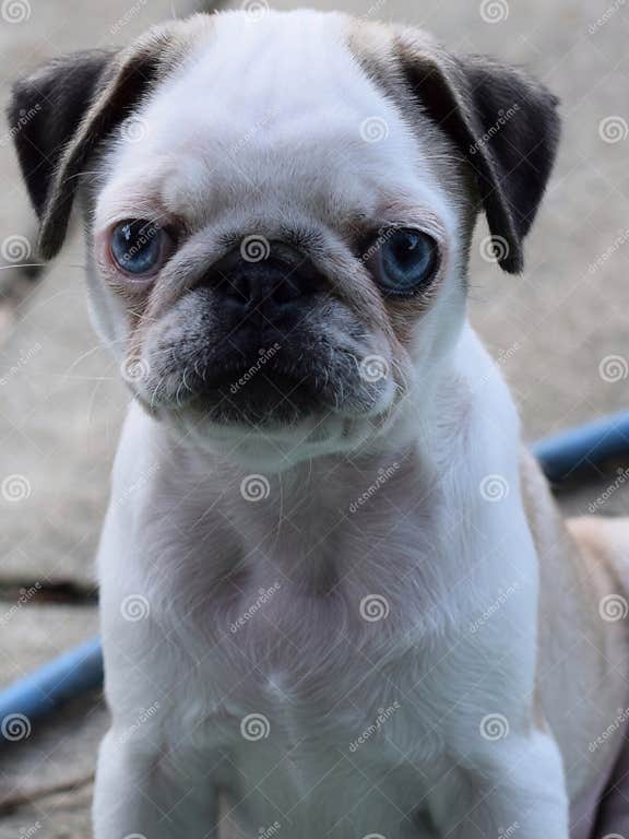 Panda pug puppy stock photo. Image of little, bulldog - 229576450