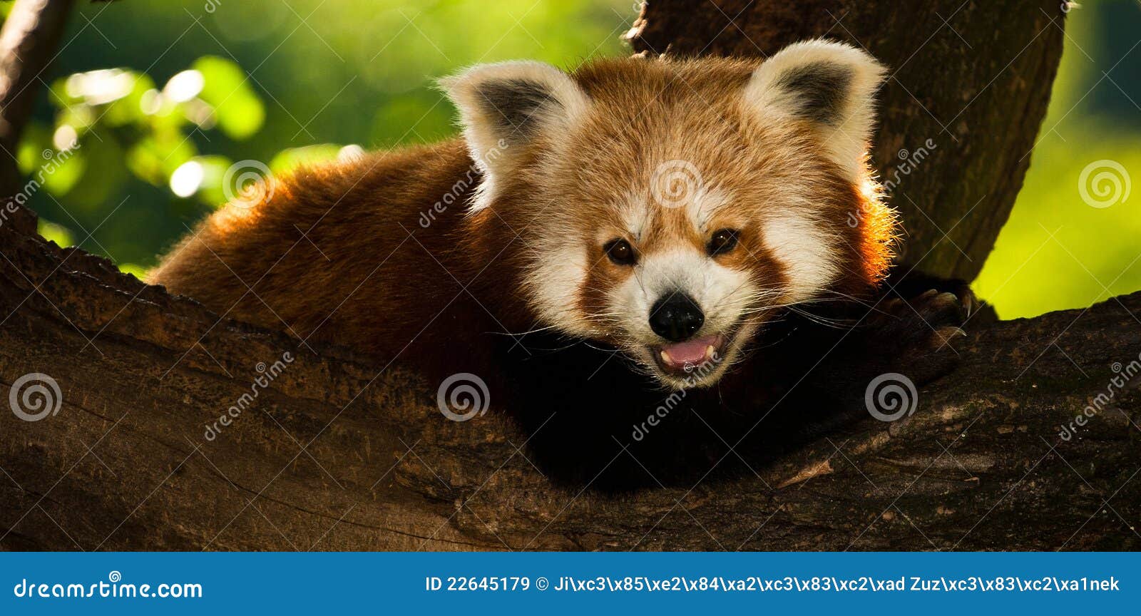 Panda red stock image. Image of girl, lifestyles, china - 22645179