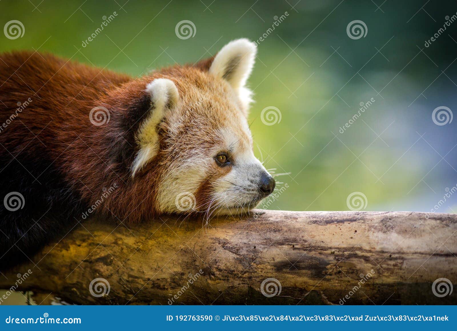 Panda Red Portrait in Nature Stock Photo - Image of lesser, chinese ...