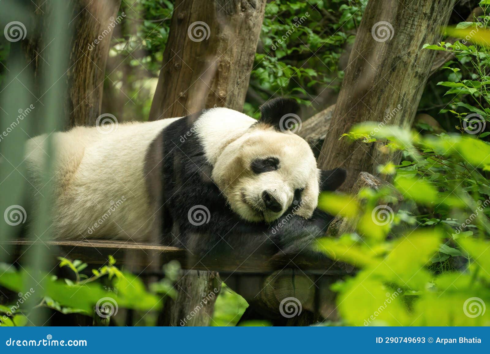 A Panda Relaxing / Sleeping on a Tree Eyes Closed, Animal Taking a Nap ...