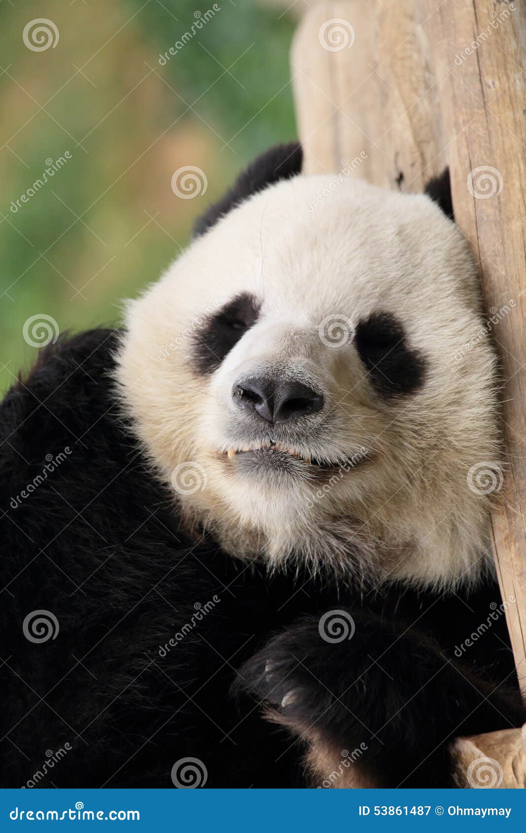 Panda Relaxing on Wooden Bench Stock Image - Image of endangered, kong ...