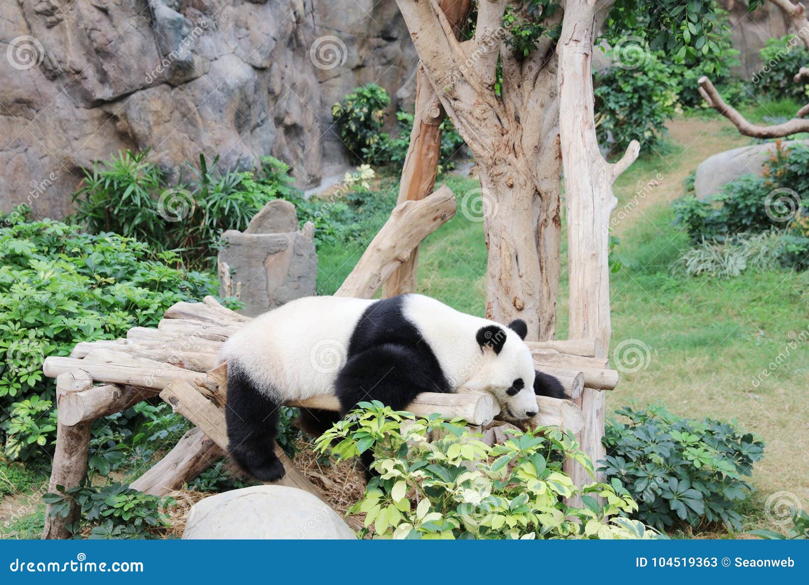 Panda Relaxing at the Zoo of the Ocean Park in Hk Stock Image - Image ...