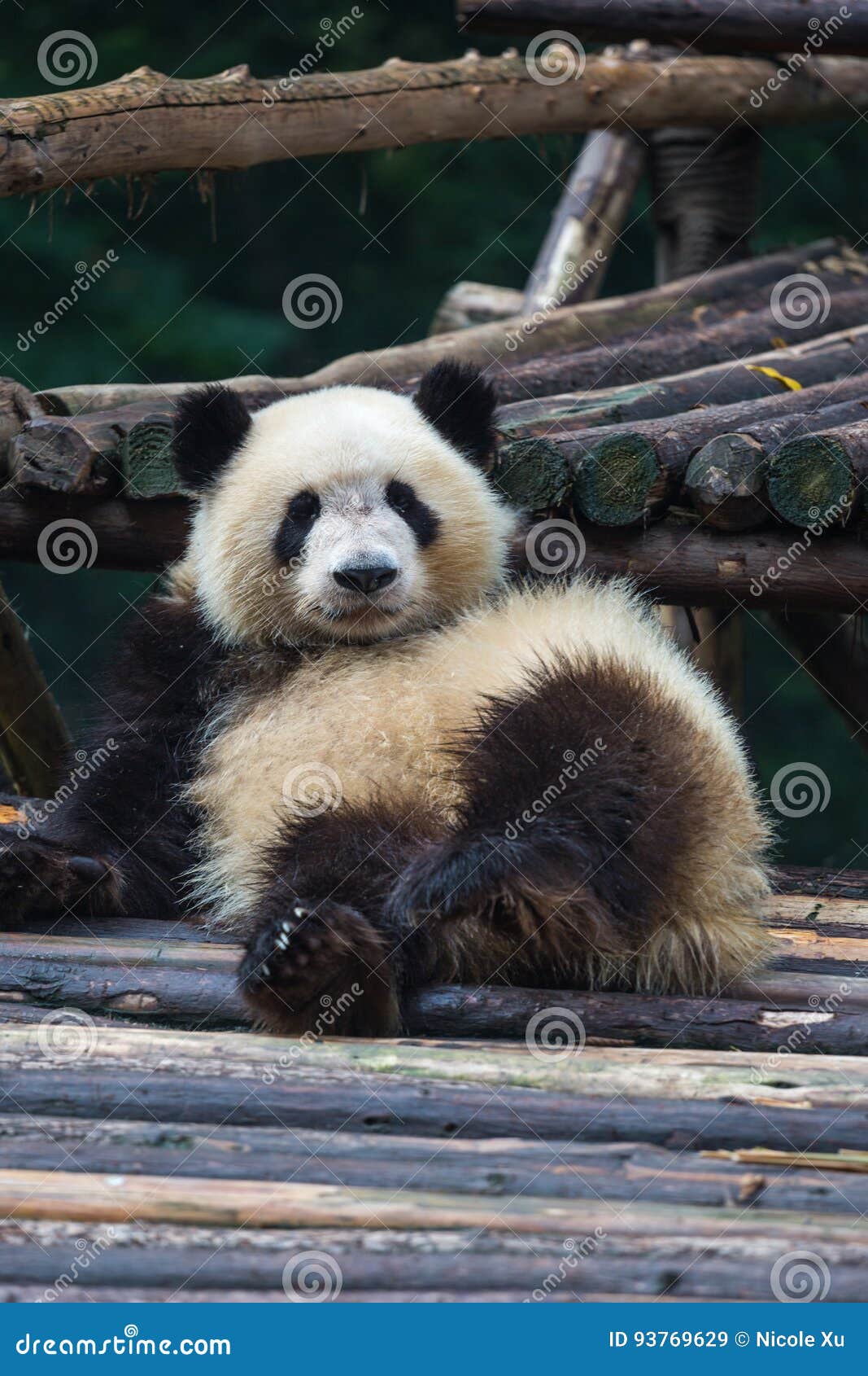 Panda at rest stock image. Image of mammals, panda, adorable - 93769629