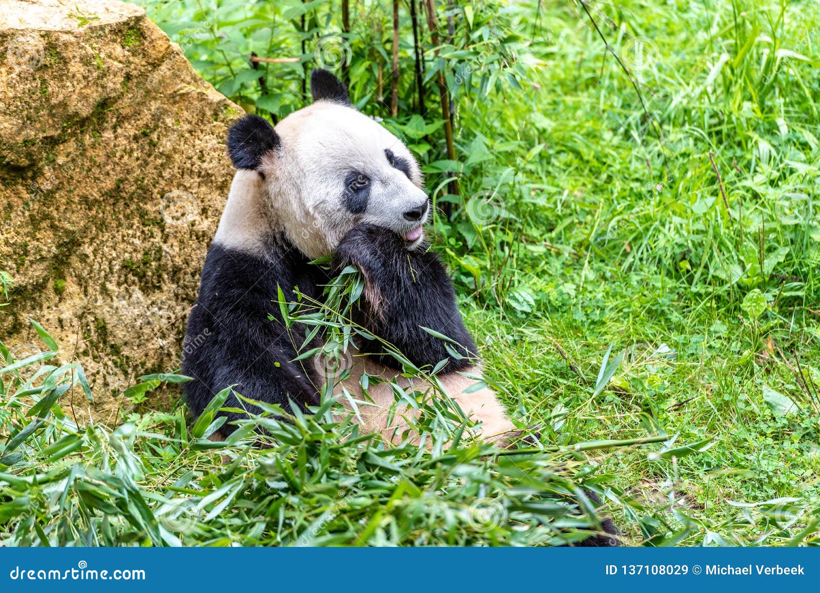 Panda is Resting after Eating Stock Image - Image of animal, close ...