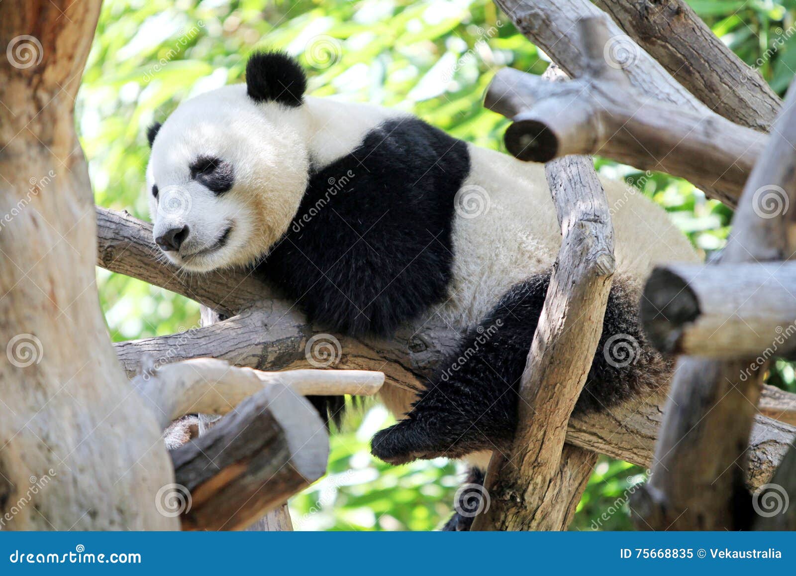 Panda Resting in a Tree stock image. Image of panda, tree - 75668835