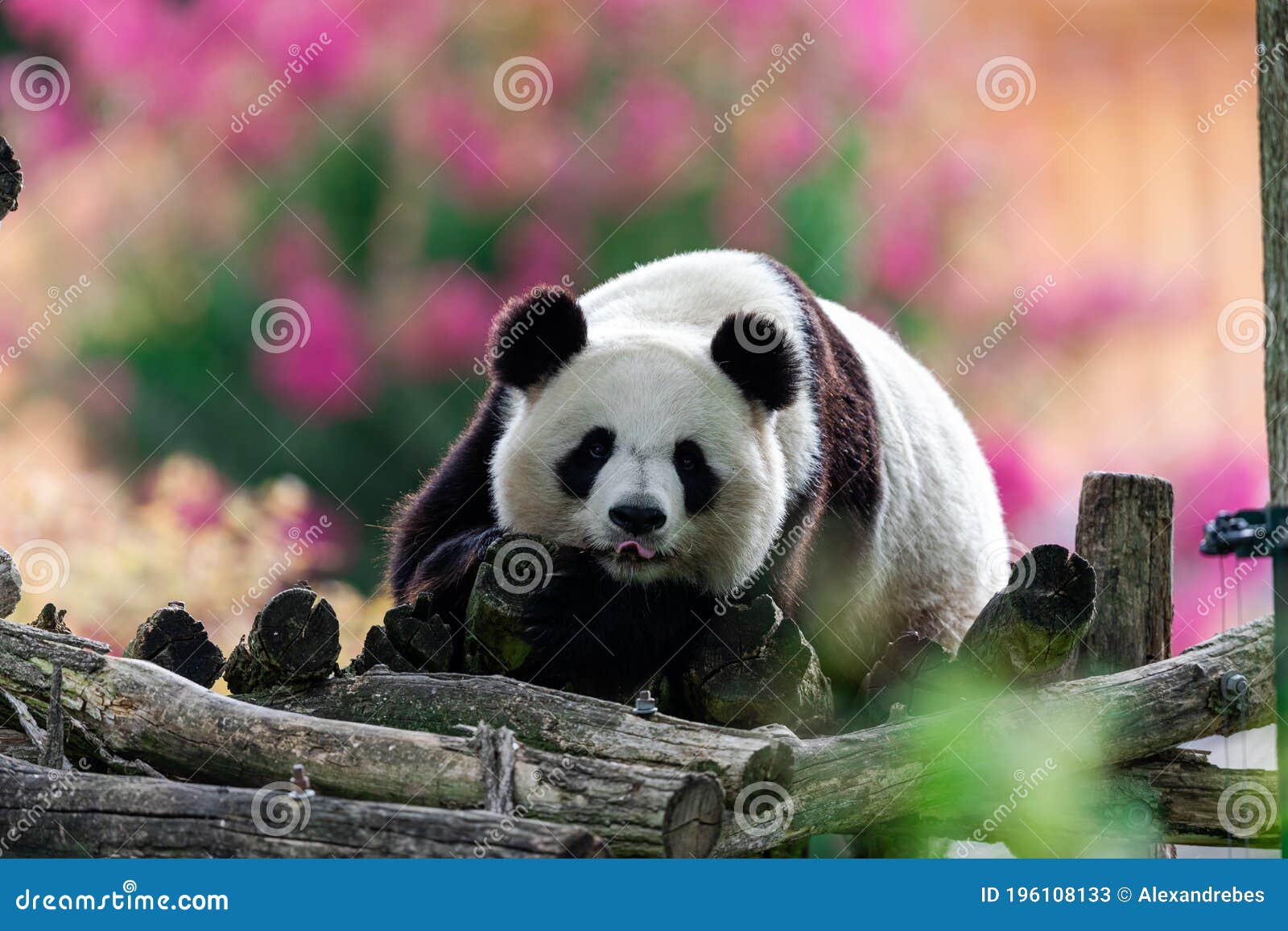 Panda is Resting on Trees in a Very Colorful Atmosphere Stock Image ...