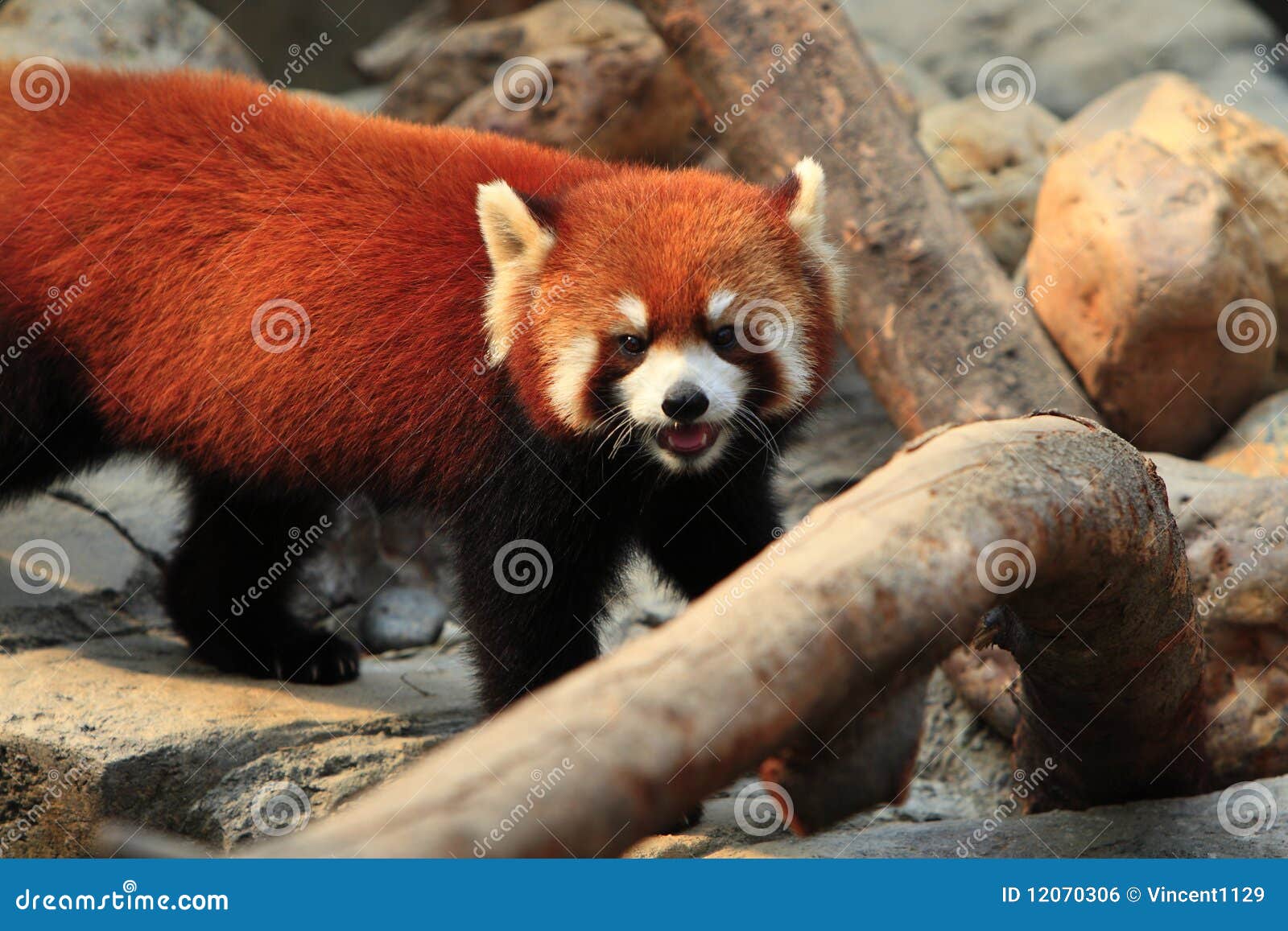 Panda roja de Styan foto de archivo. Imagen de negruzco - 12070306