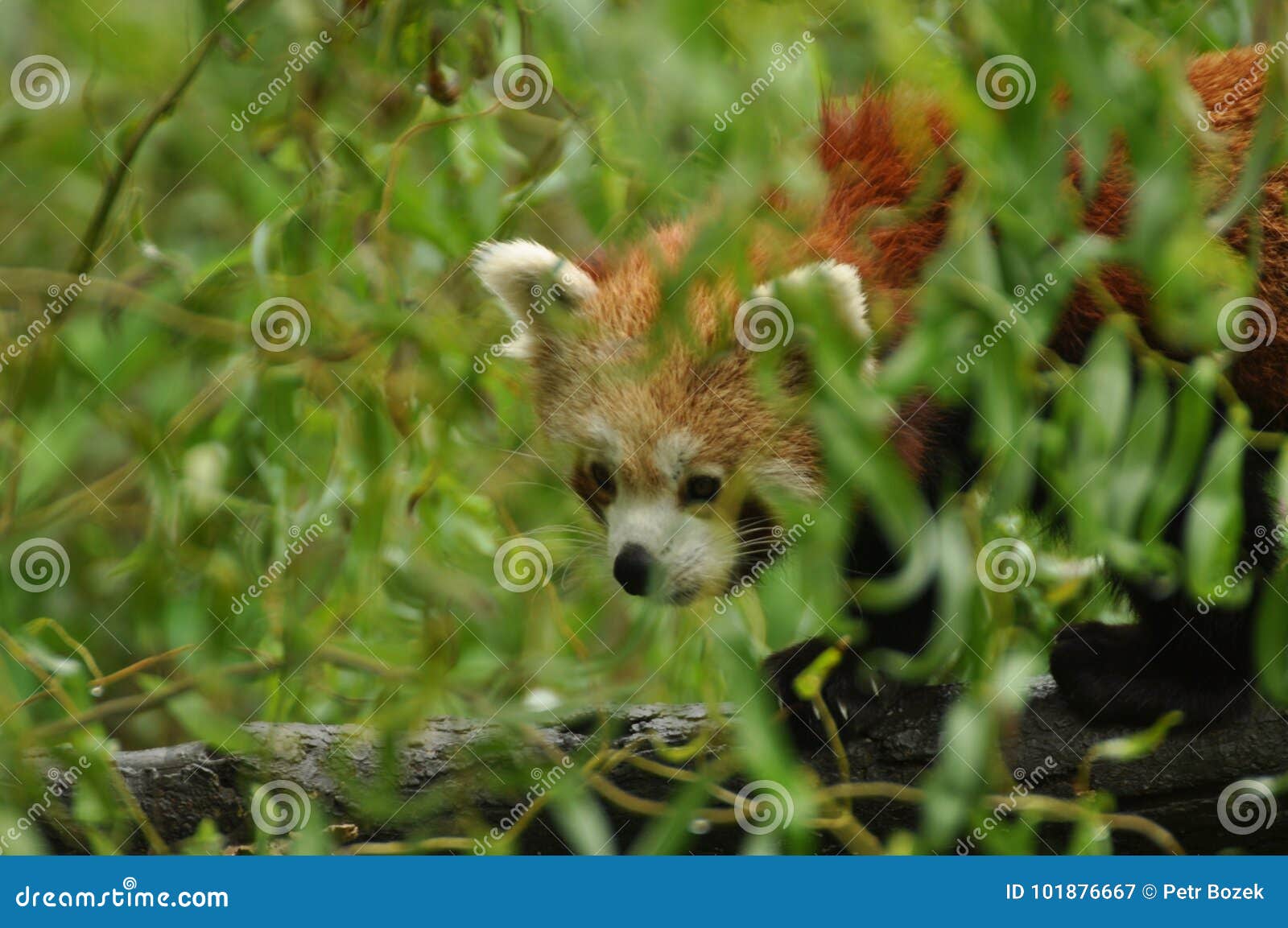 Panda Roja - Fulgens Del Ailurus Imagen de archivo - Imagen de animales ...