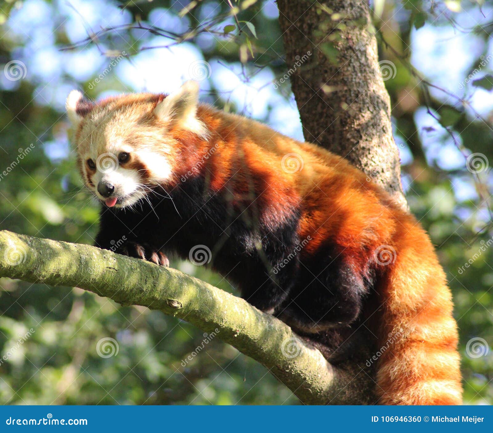 Panda Roja, Fulgens Del Ailurus Foto de archivo - Imagen de asia, chino ...