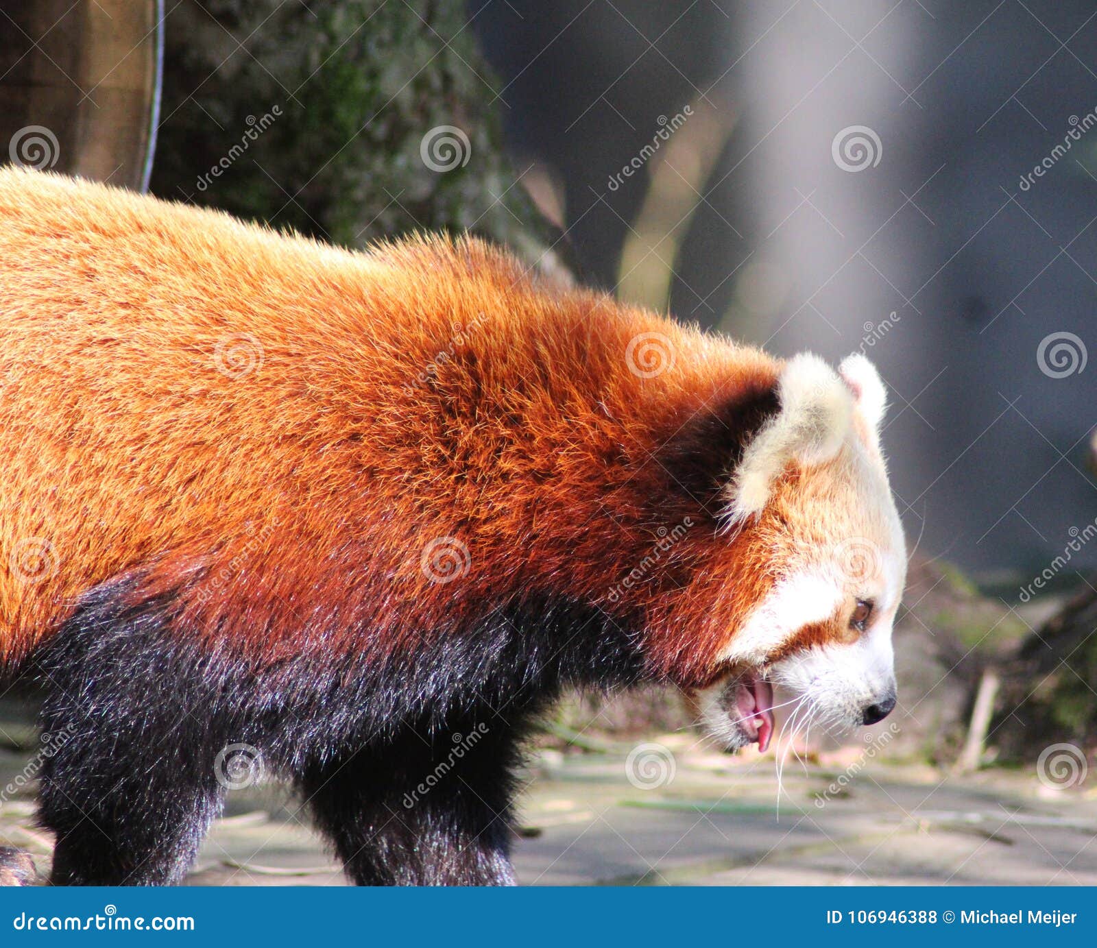 Panda Roja, Fulgens Del Ailurus Foto de archivo - Imagen de bosque ...