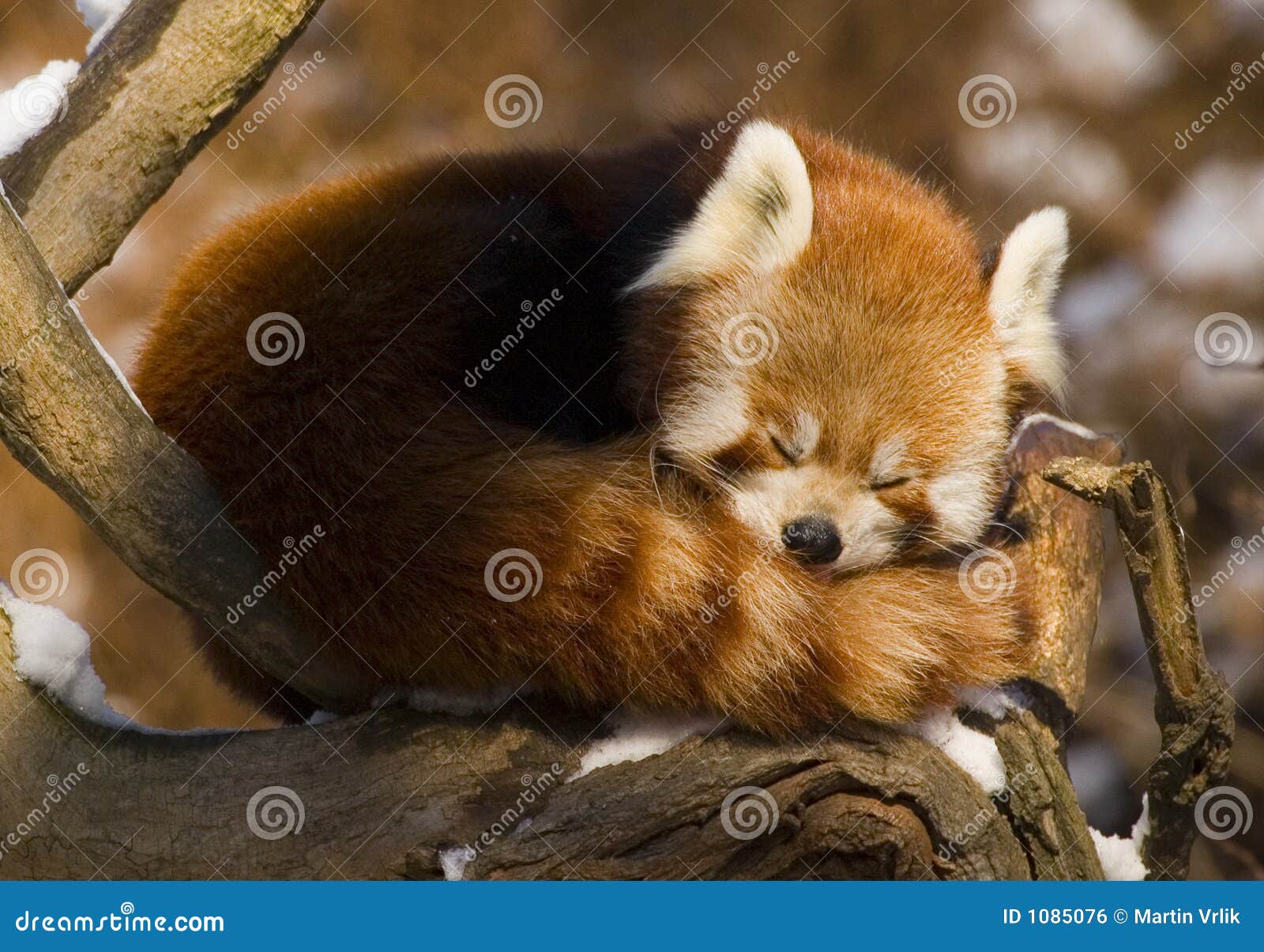 Panda Roja (fulgens Del Ailurus) Foto de archivo - Imagen de especie ...