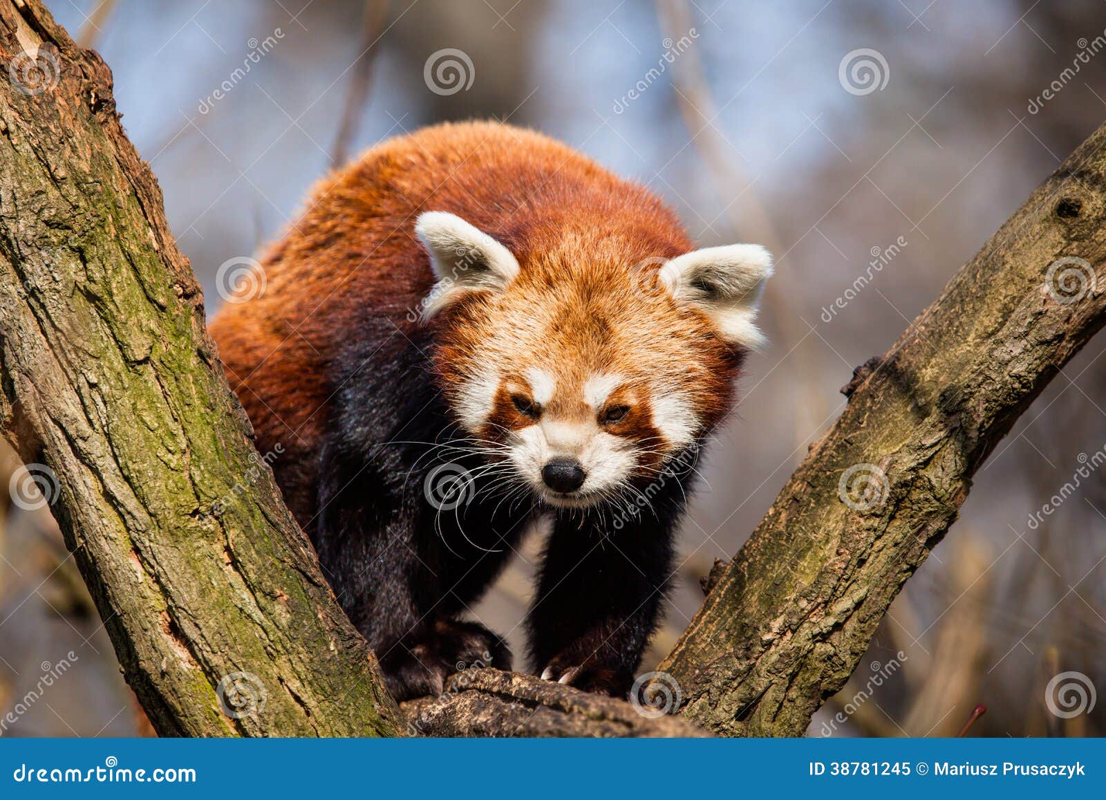 Panda Roja (fulgens Del Ailurus) Imagen de archivo - Imagen de india ...