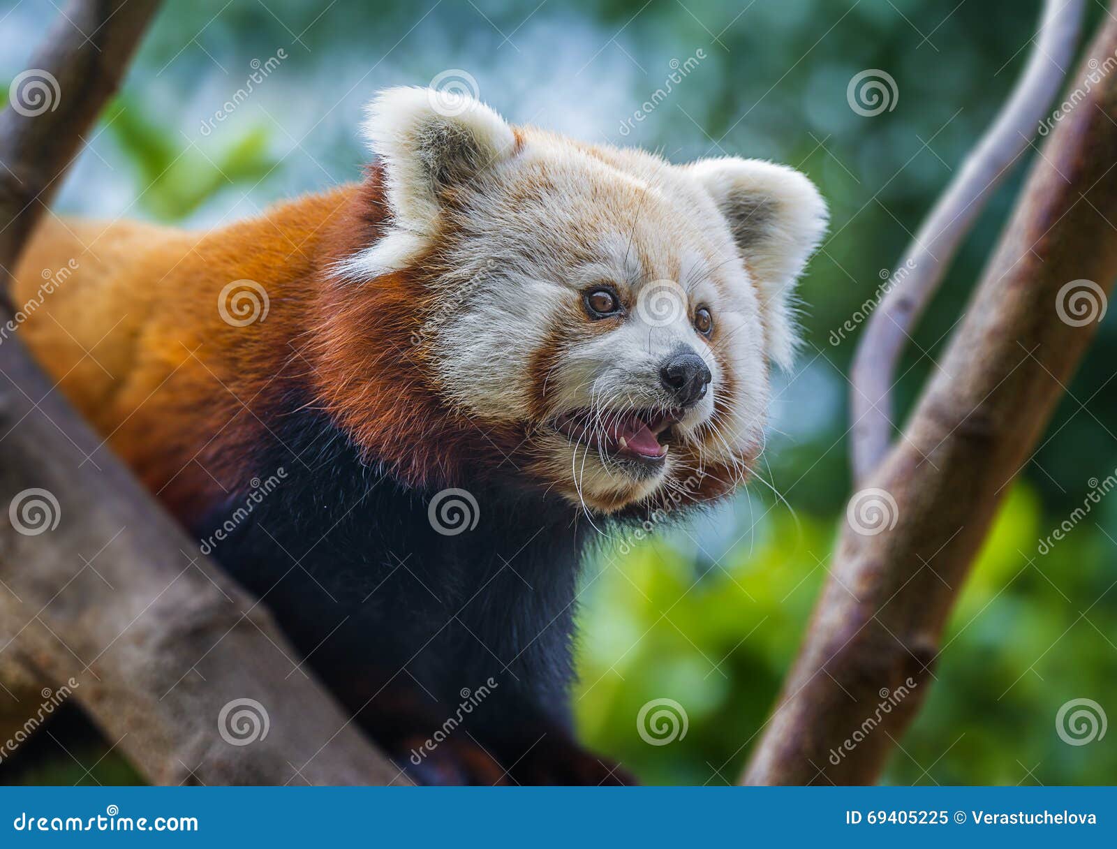 Panda Roja - Fulgens Del Ailurus Imagen de archivo - Imagen de ...