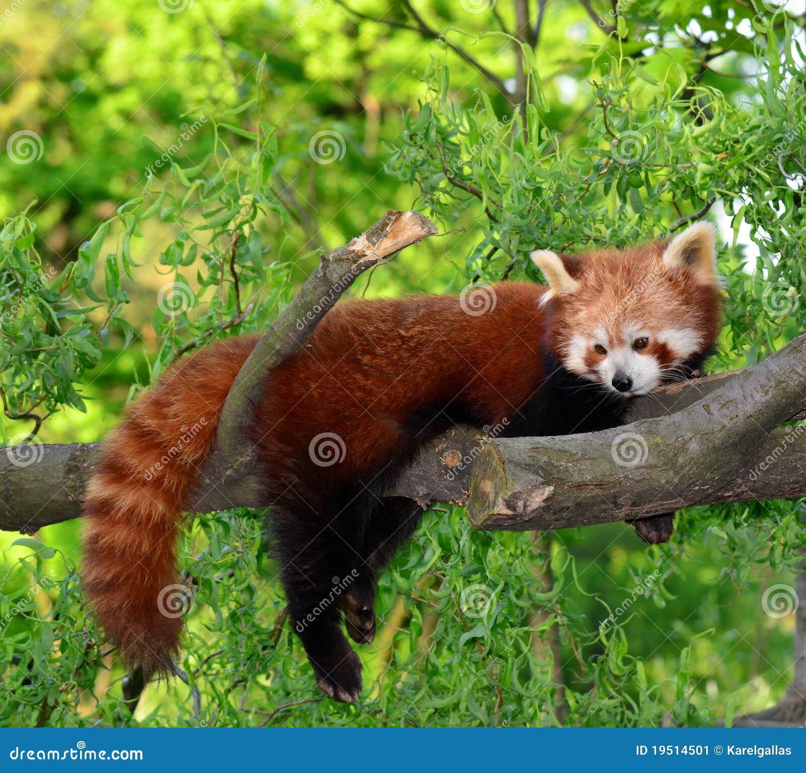 Panda roja, gato brillante imagen de archivo. Imagen de vulnerable ...
