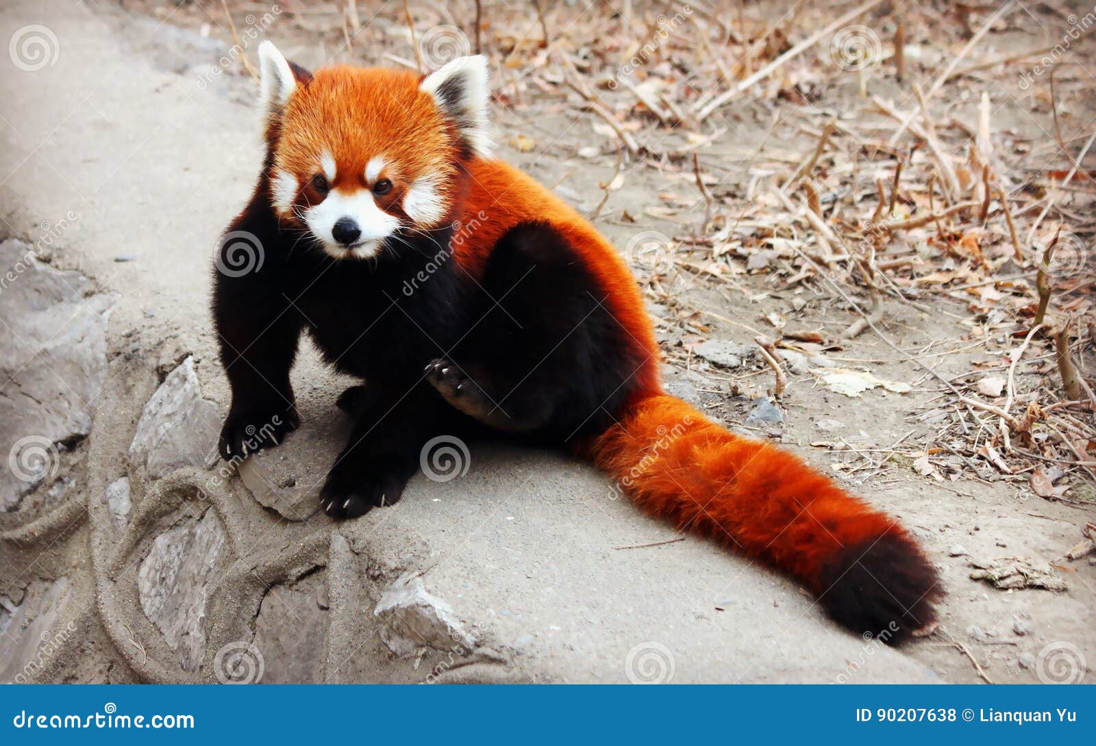 Panda roja o Lesser Panda foto de archivo. Imagen de parque - 90207638