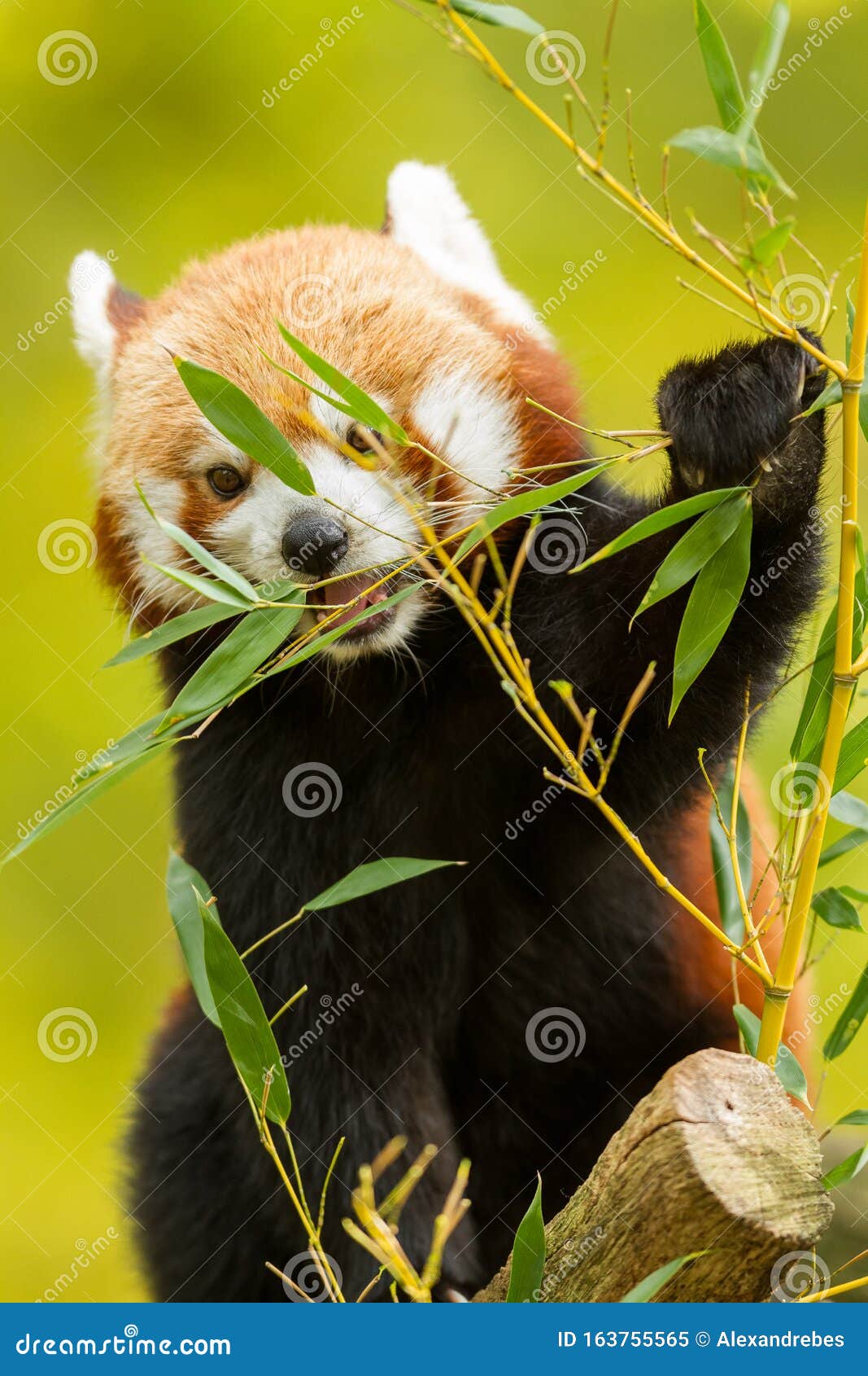 Panda rojo comiendo bambú imagen de archivo. Imagen de lindo - 163755565