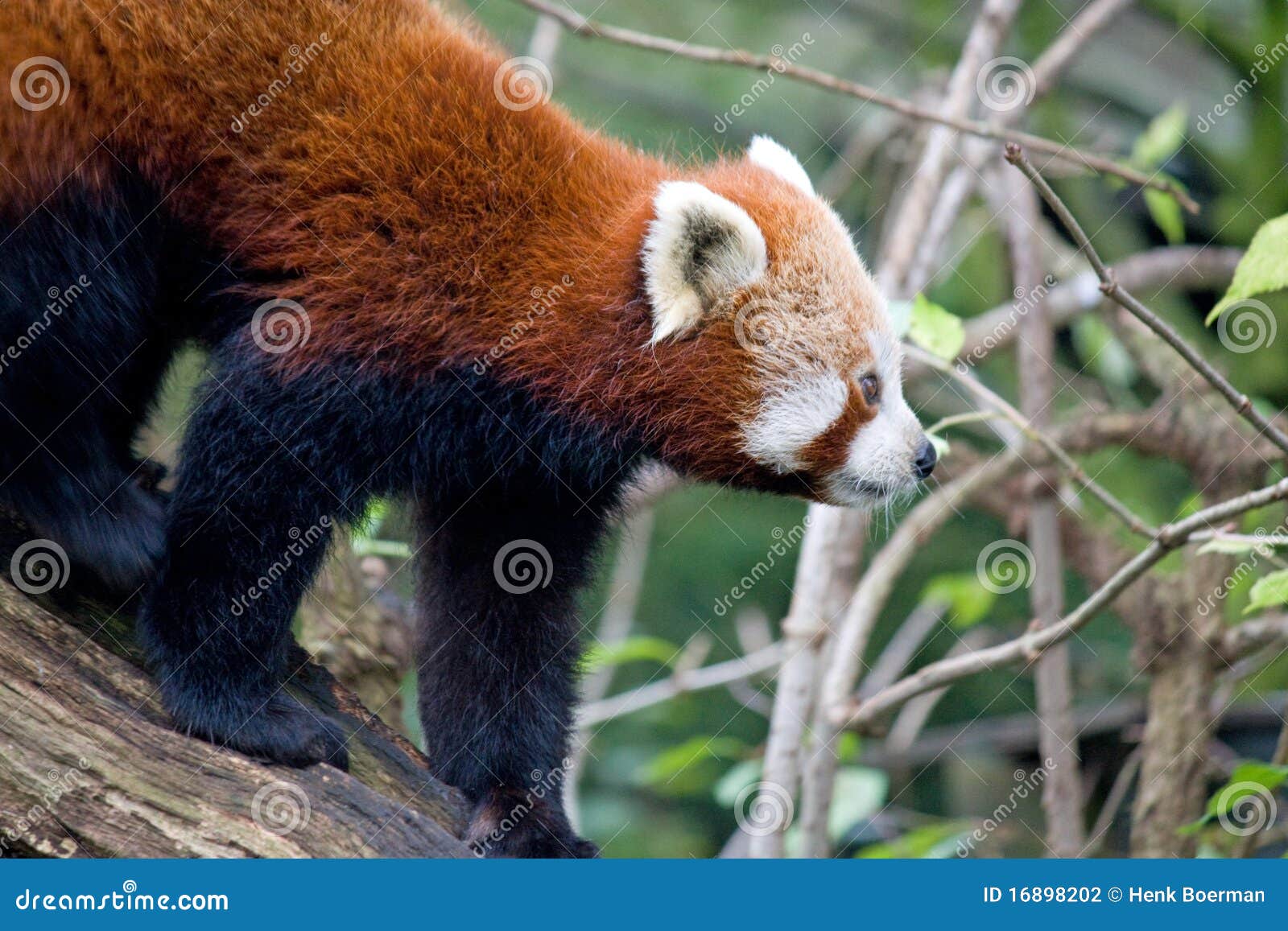 Panda rosso fotografia stock. Immagine di ascensione - 16898202