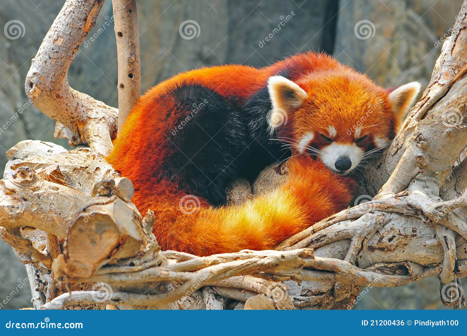 Panda rosso fotografia stock. Immagine di animale, kong - 21200436