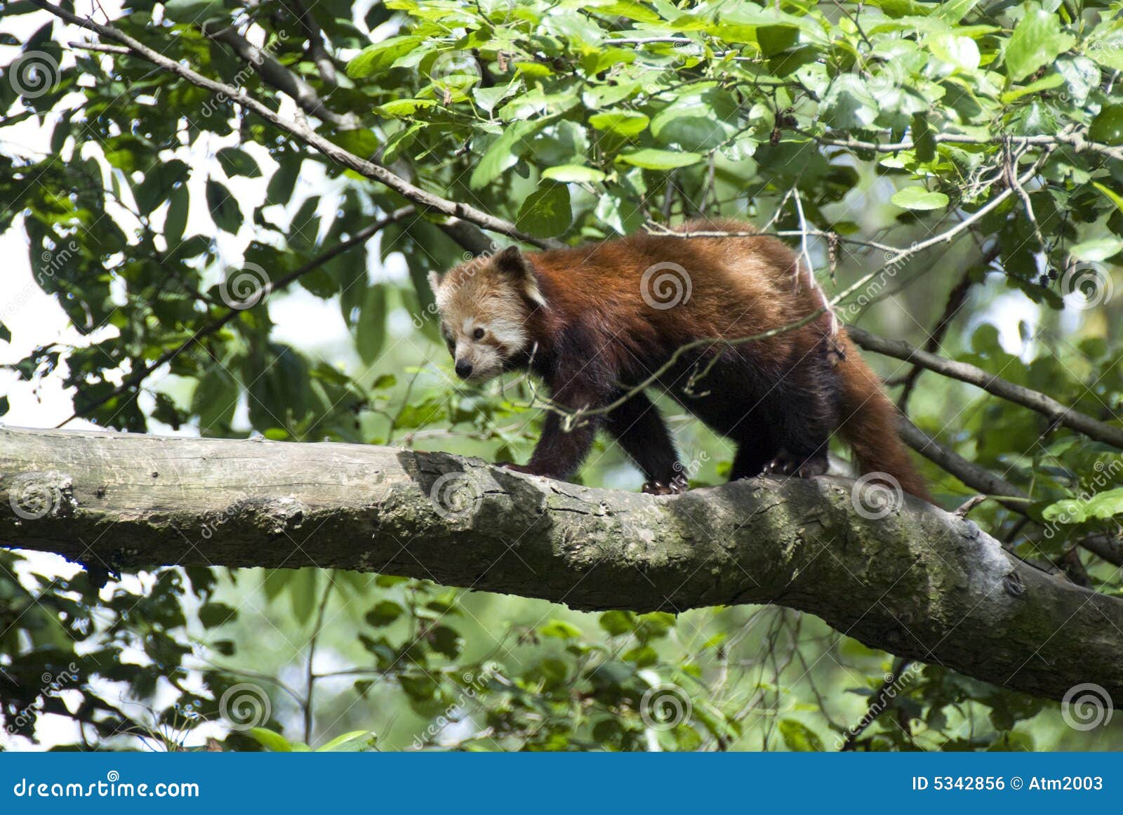Panda rosso fotografia stock. Immagine di fogli, mammifero - 5342856