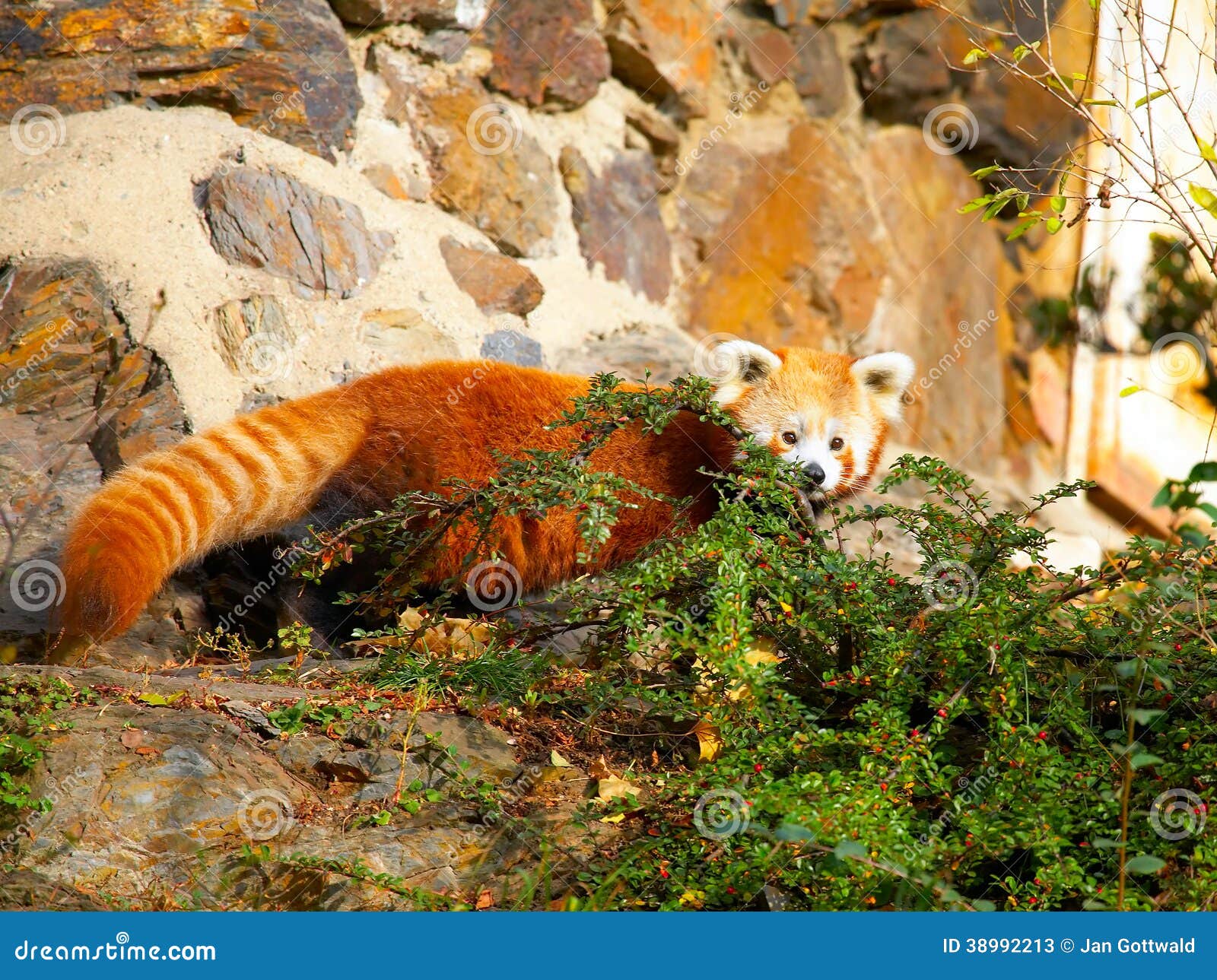 Panda rouge image stock. Image du espèces, fourrure, panda - 38992213