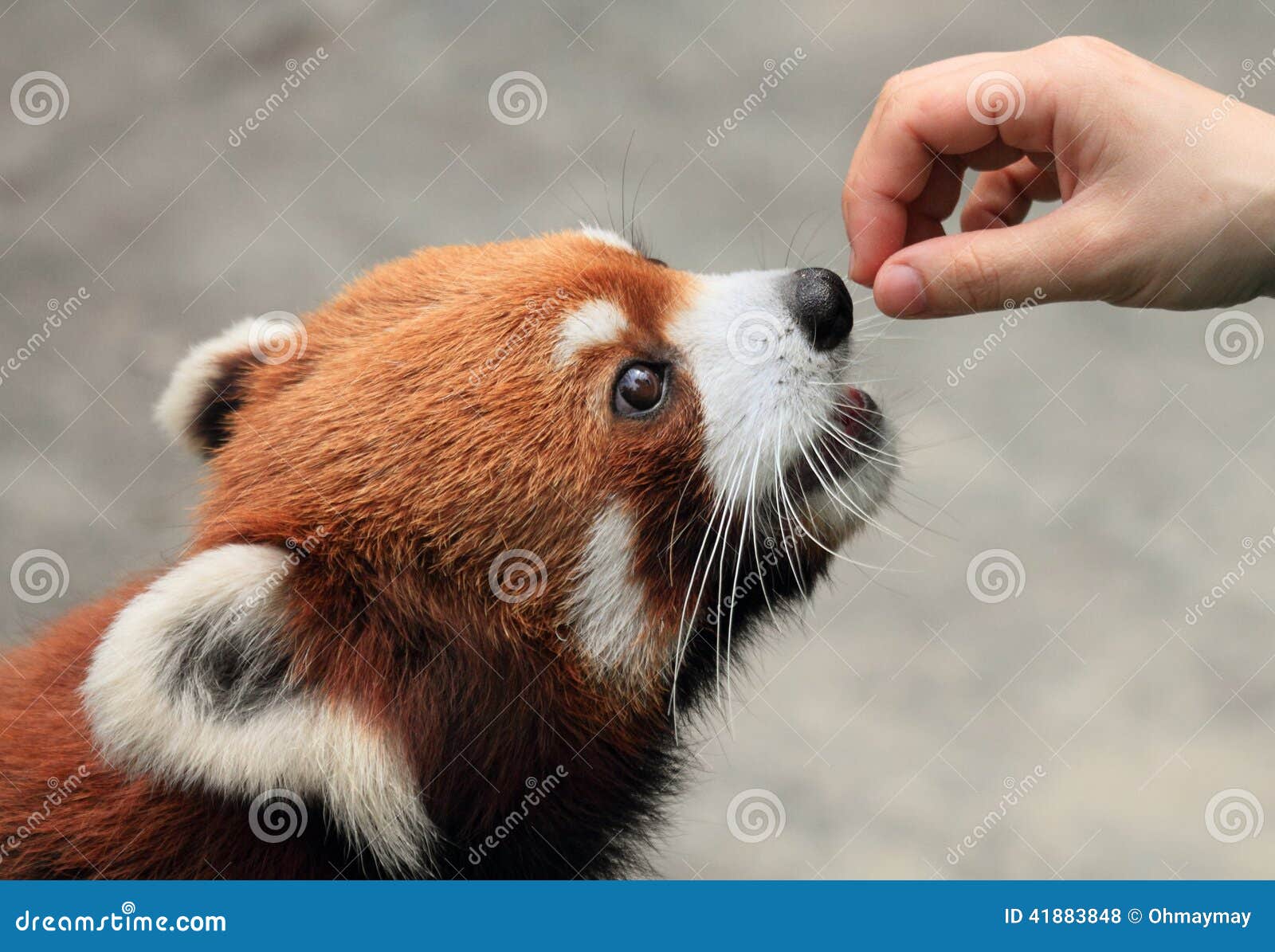 Panda Rouge Mignon De Alimentation Photo stock - Image du beau, panda ...
