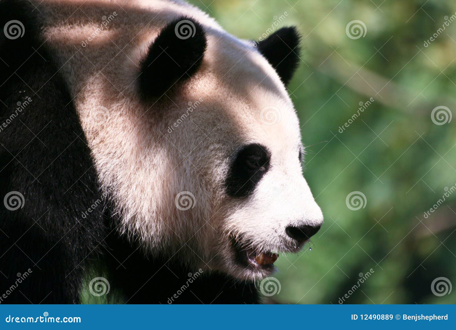 Panda in the shade stock image. Image of giant, asia - 12490889