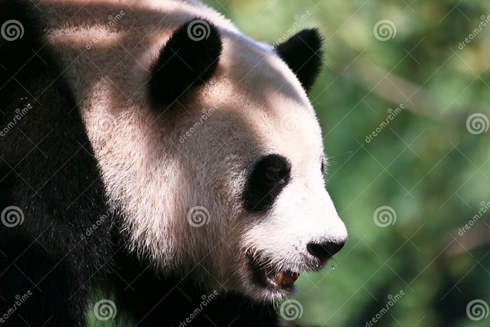 Panda in the shade stock image. Image of giant, asia - 12490889