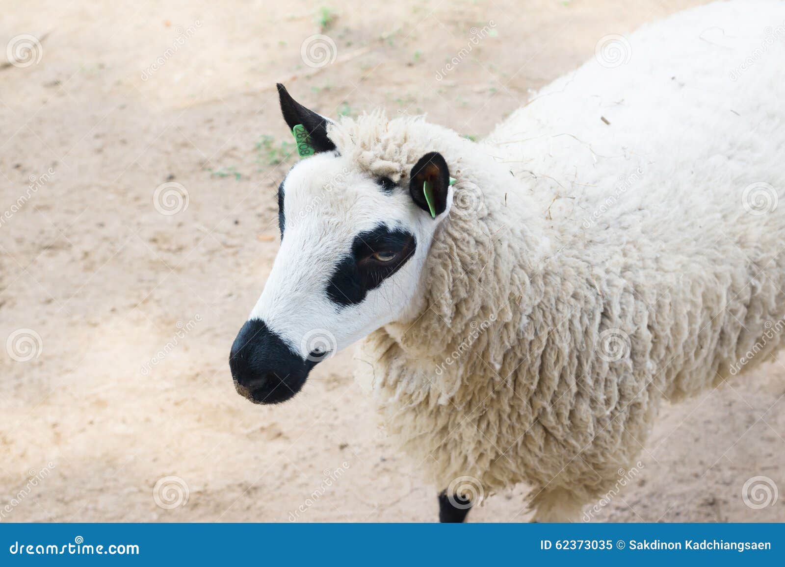 Panda sheep stock image. Image of farming, panda, livestock - 62373035