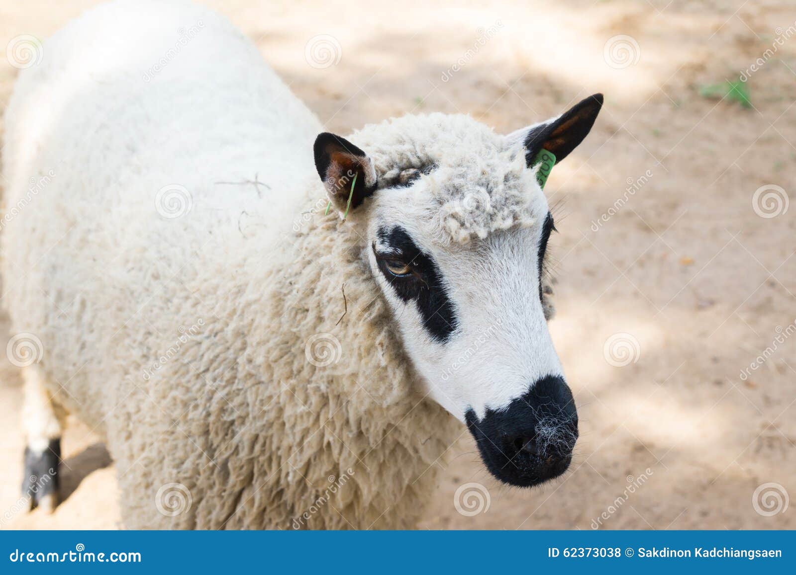Panda sheep stock photo. Image of cattle, herbivorous - 62373038
