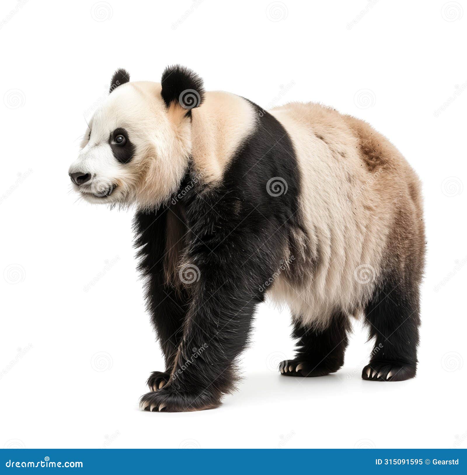 Panda with a Side View Against a White Background Stock Image - Image ...
