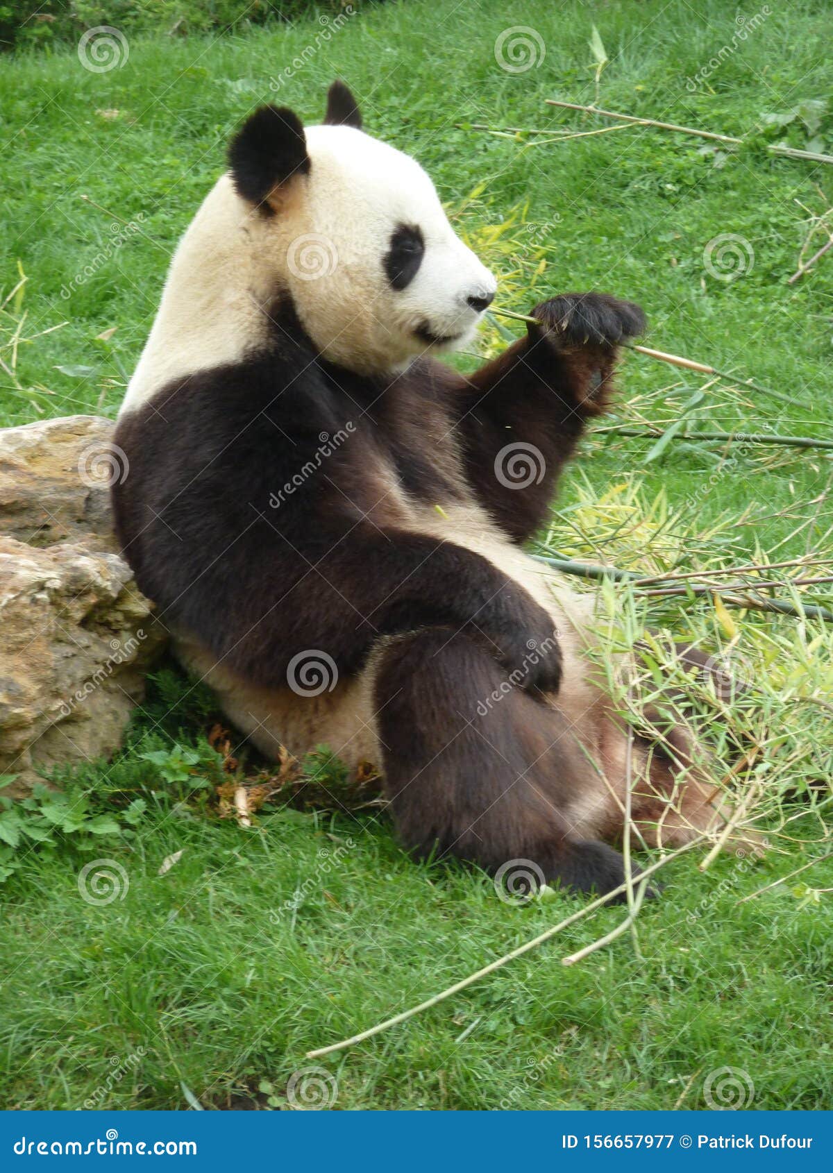 Panda sit on the grass stock image. Image of panda, nice - 156657977