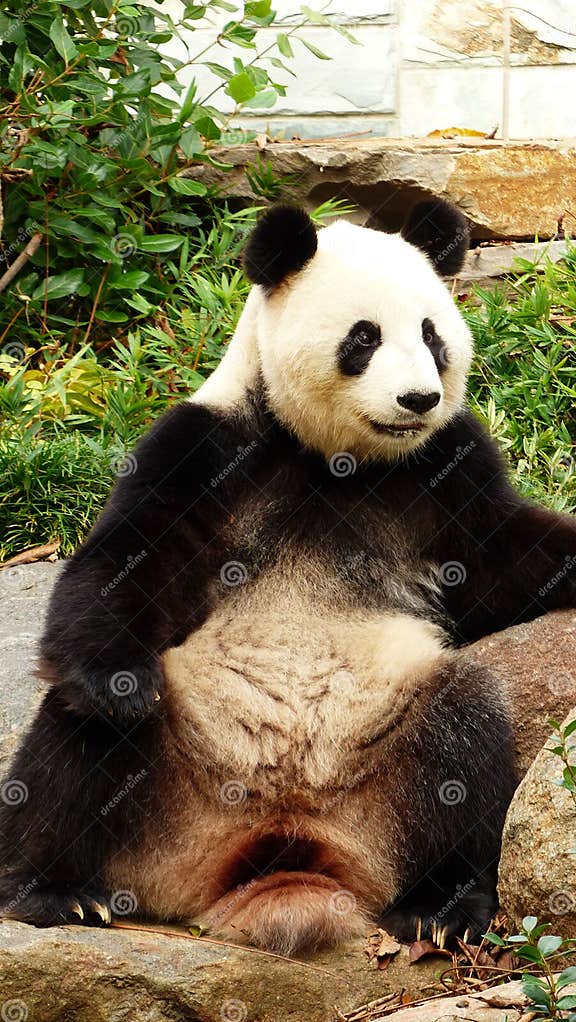 PANDA stock photo. Image of quiet, panda, enjoying, bear - 41890842