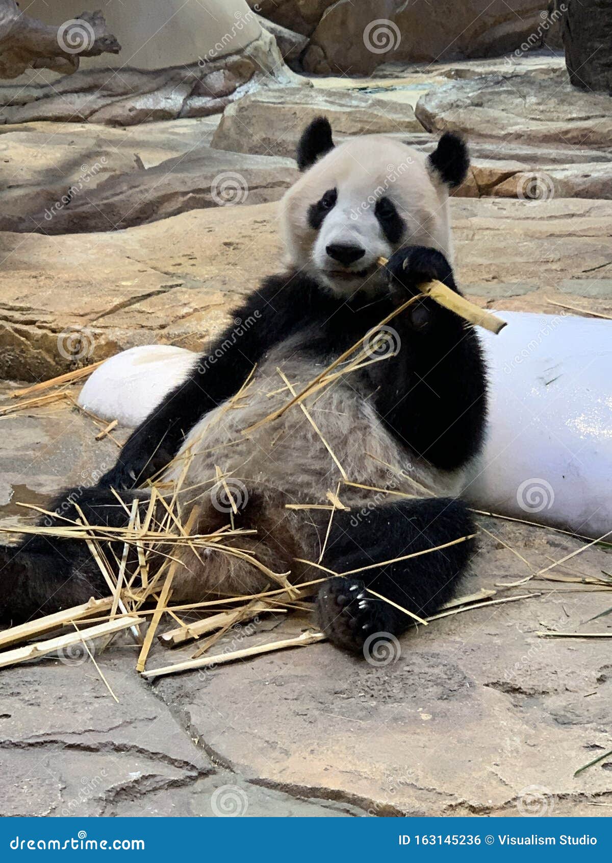 A Panda is Sitting while Eating Bamboo in a Cage Stock Photo - Image of ...