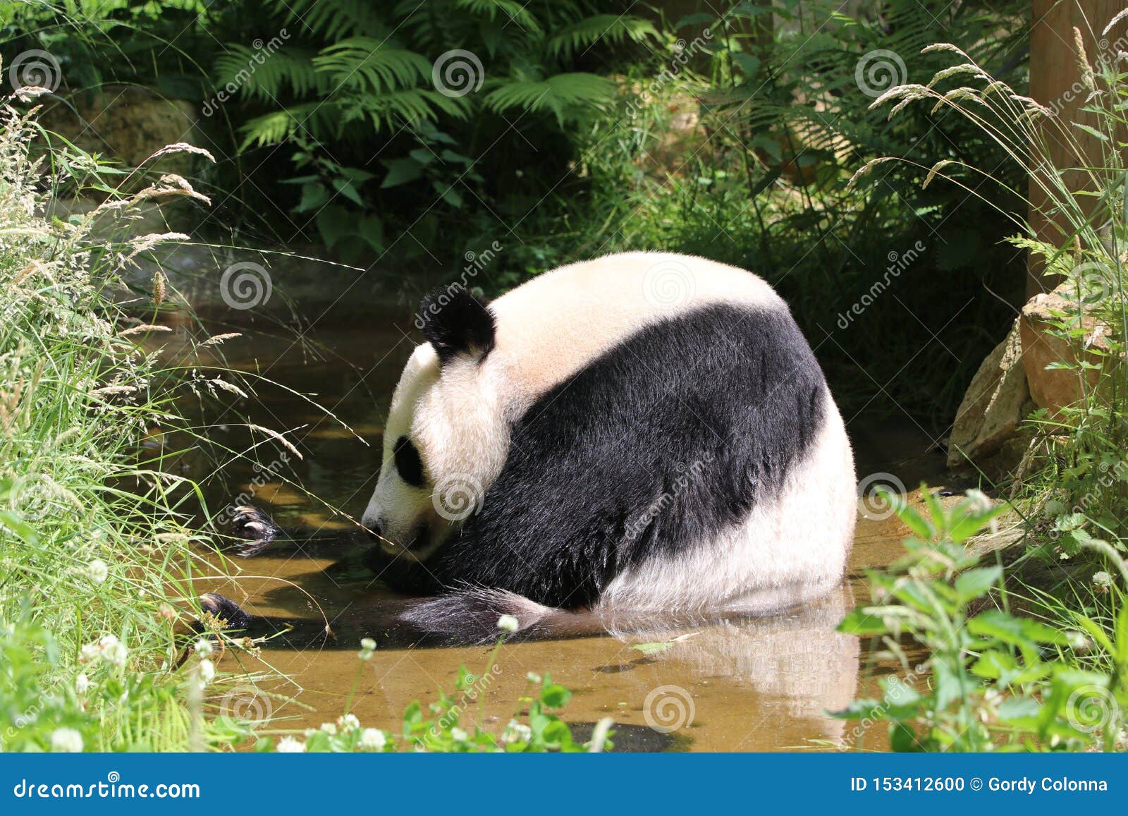 Panda sitting stock photo. Image of animal, bamboo, adorable - 153412600