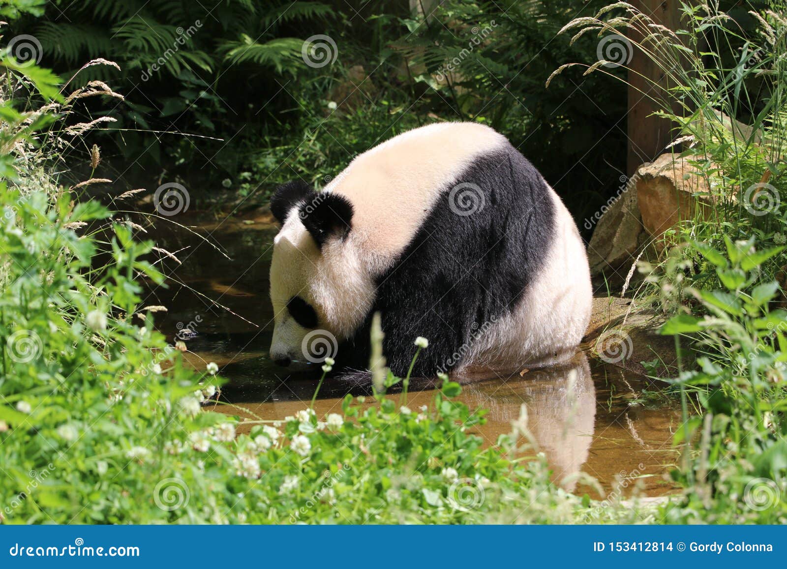 Panda sitting stock photo. Image of graphic, animal - 153412814