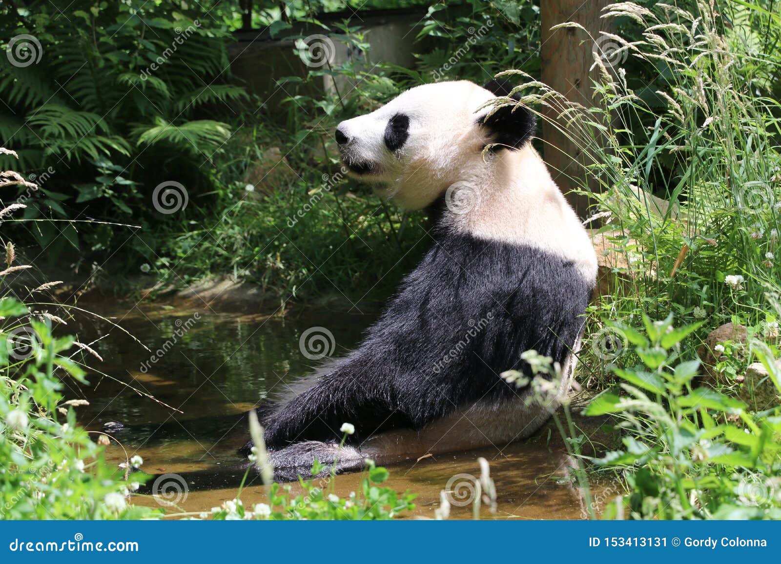 Panda sitting stock image. Image of character, nature - 153413131
