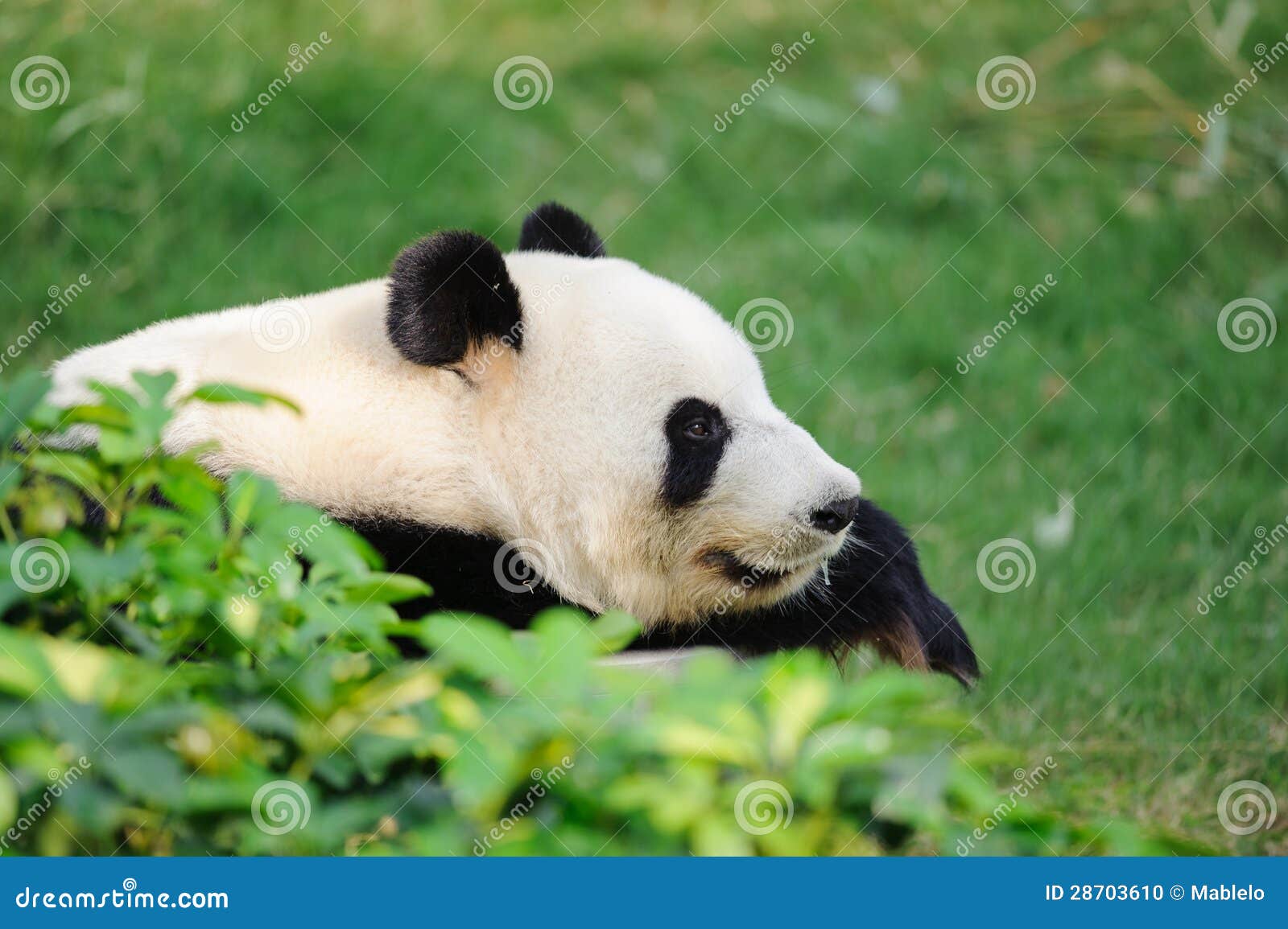Panda sleeping stock photo. Image of reserve, panda, park - 28703610