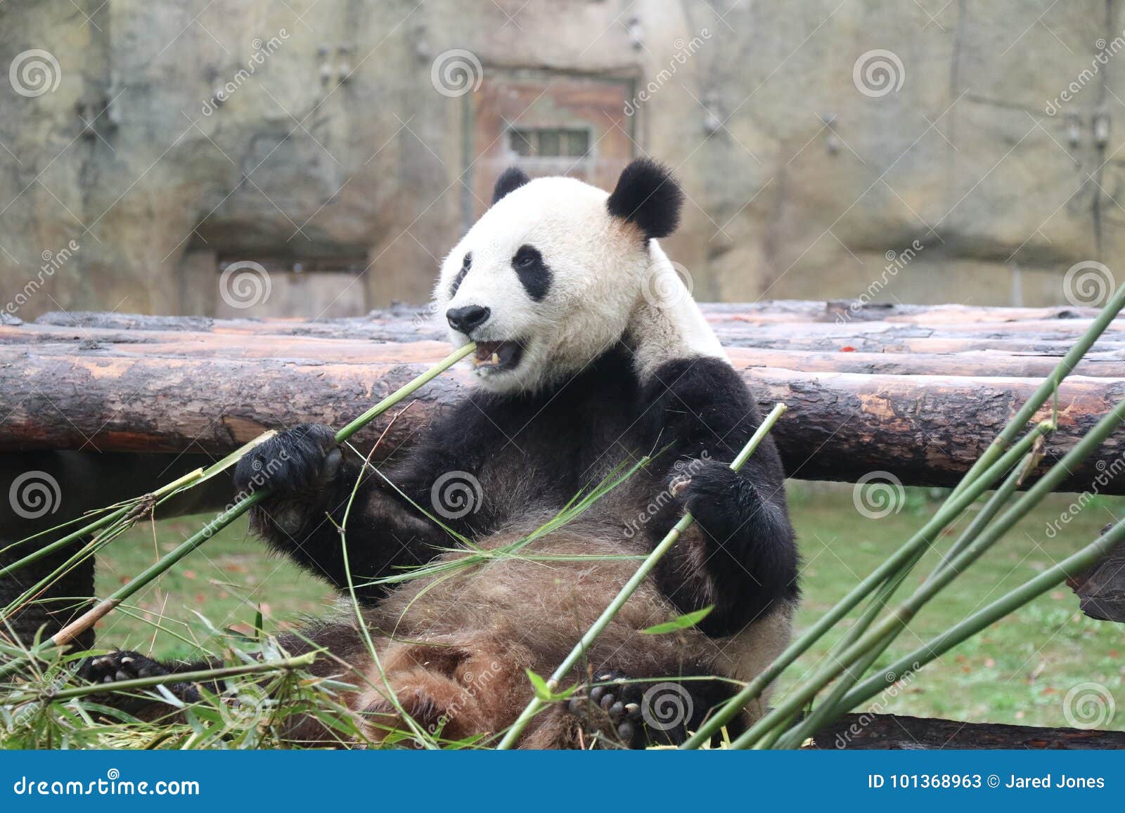 Panda Snack stock image. Image of china, favorite, panda - 101368963