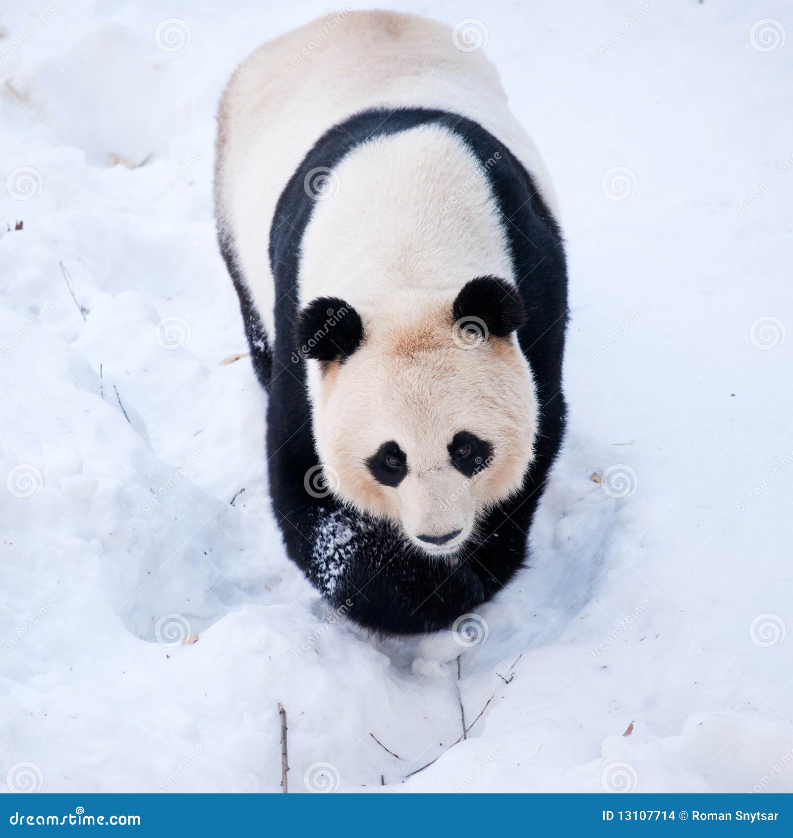 Panda in the snow stock photo. Image of melanoleuca, conservation ...